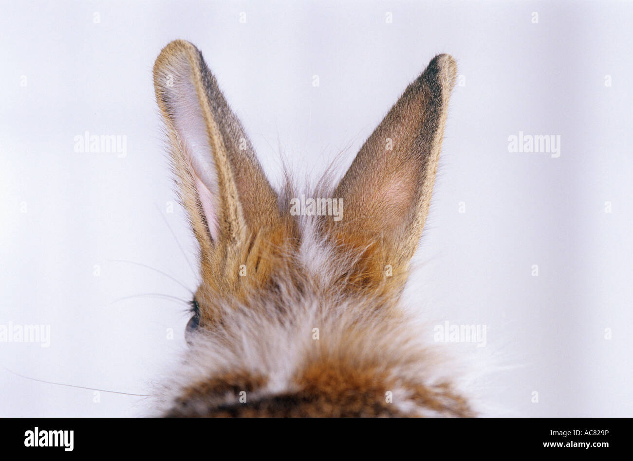Dwarf rabbit. Close-up of ears Stock Photo - Alamy