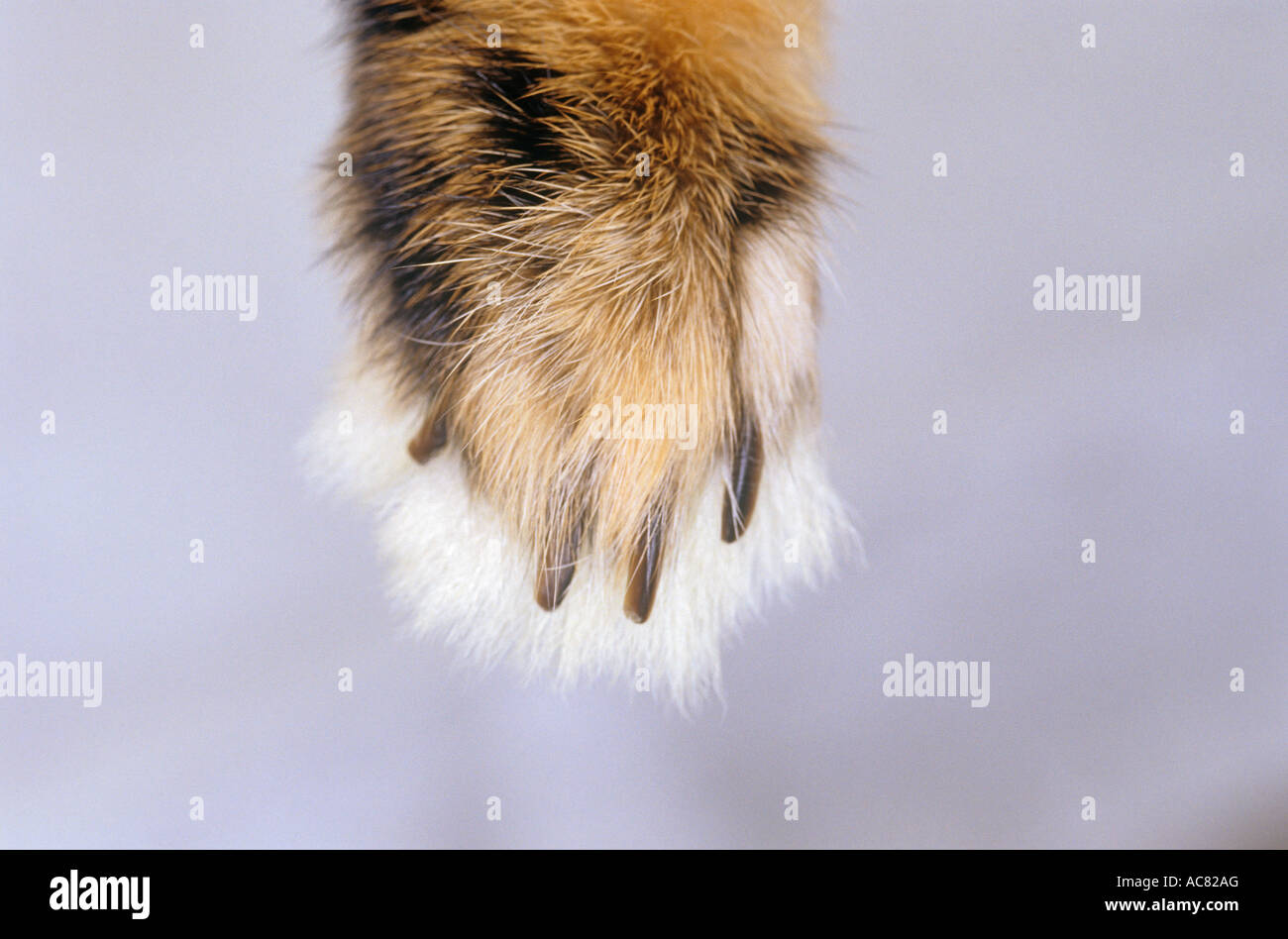 Rabbit foot hi-res stock photography and images - Alamy