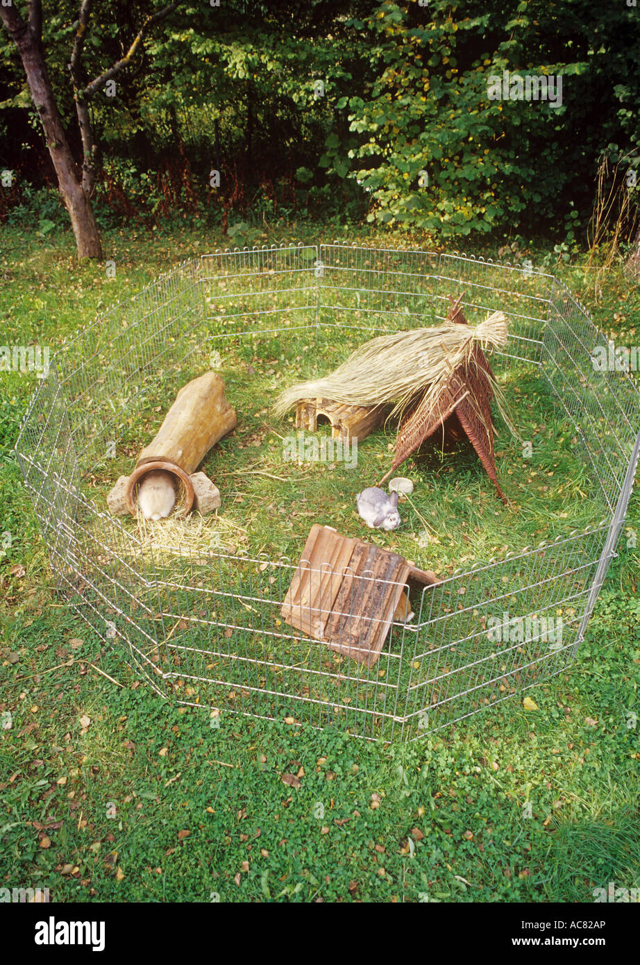 rabbits in outdoor enclosure Stock Photo - Alamy