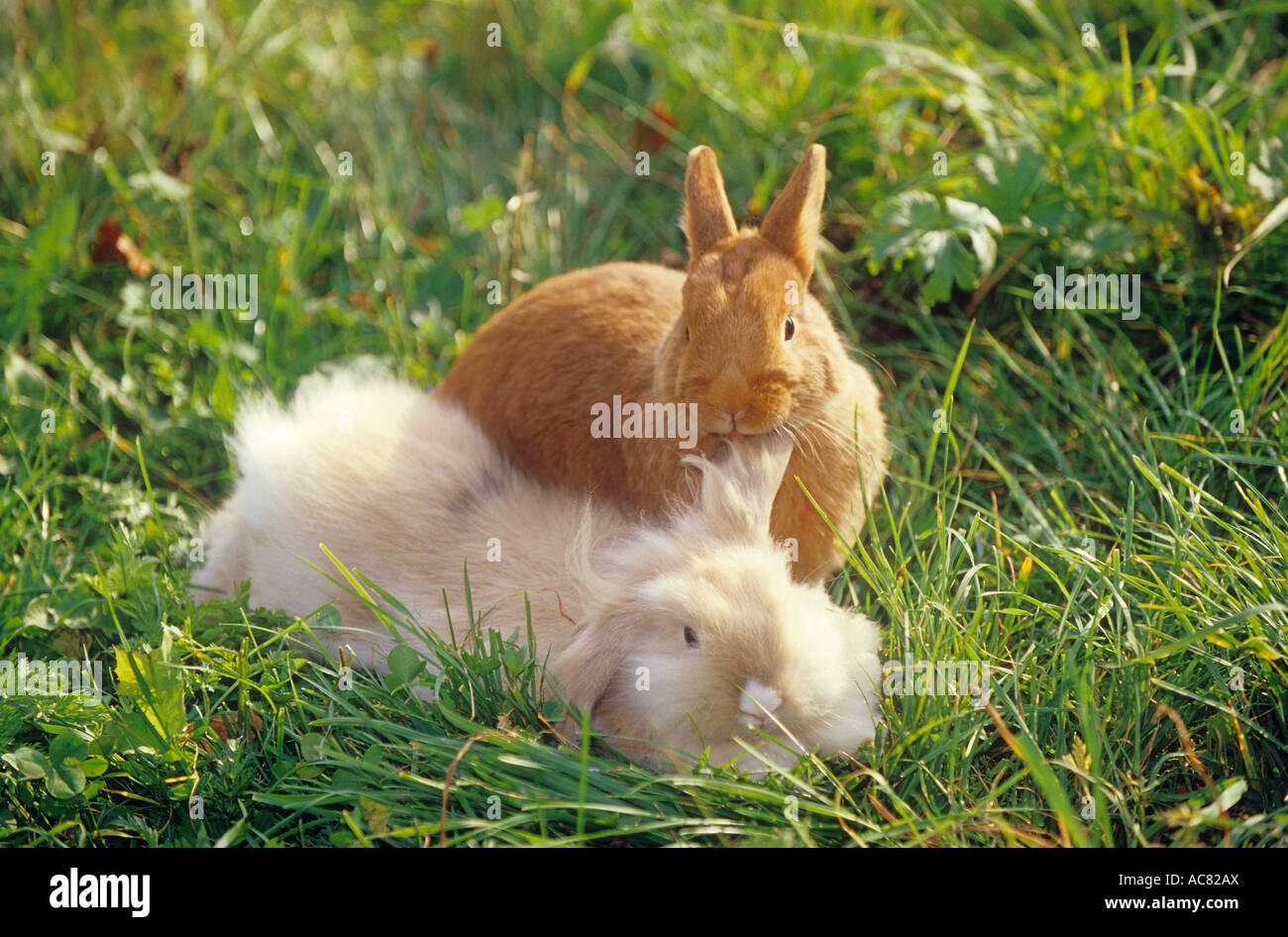 dwarf rabbit and lop-eared dwarf rabbit on meadow Stock Photo - Alamy