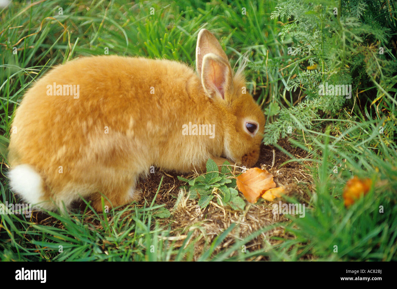 dwarf rabbit - digging a hole Stock Photo - Alamy