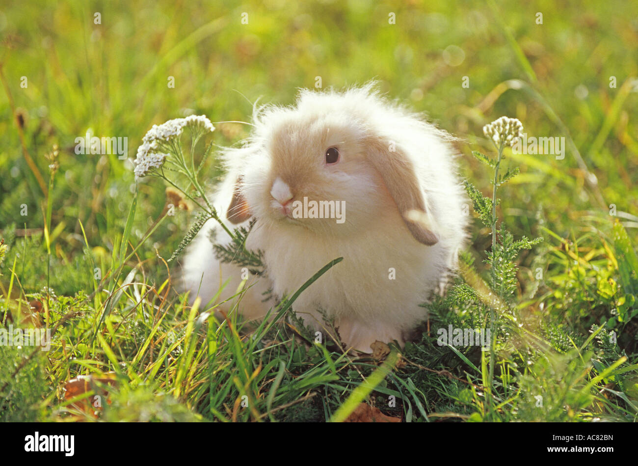 lop-eared dwarf rabbit on meadow Stock Photo - Alamy
