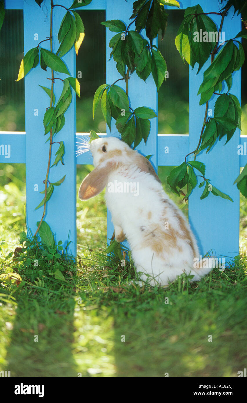 lop-eared dwarf rabbit at fence Stock Photo - Alamy