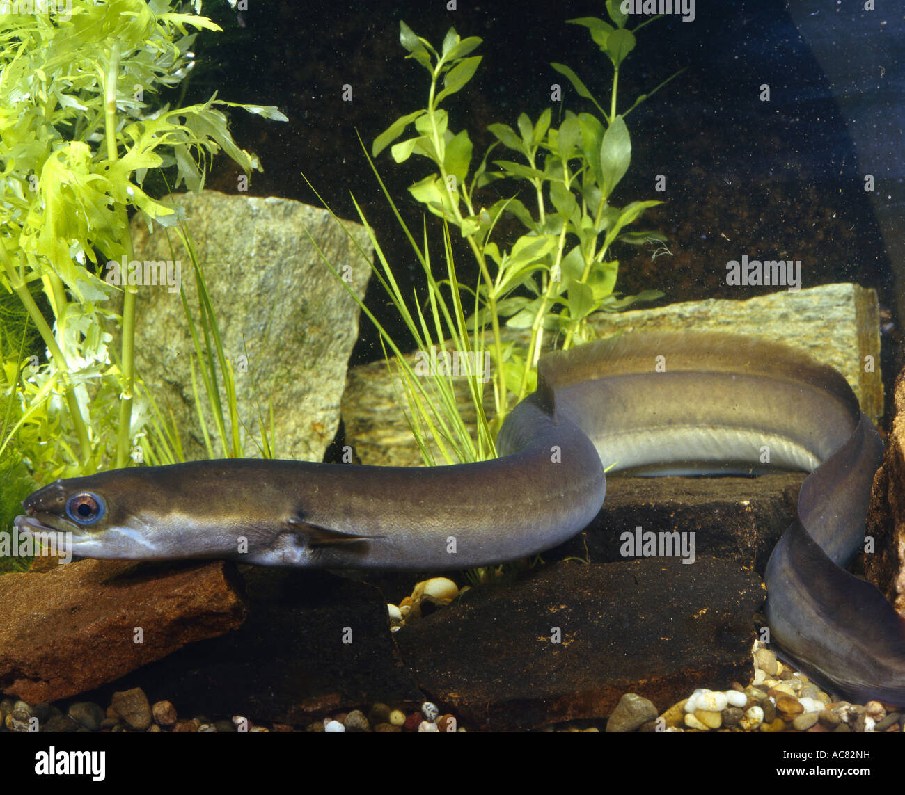 European Eel (Anguilla anguilla) under water Stock Photo - Alamy