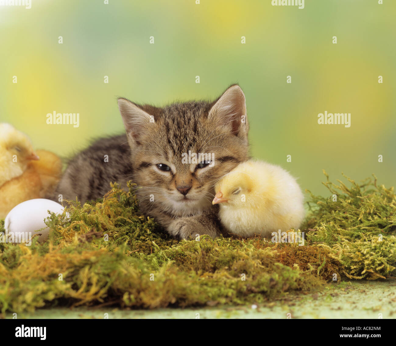 Animal friendship: Tired tabby kitten lying next to a sleeping chick ...
