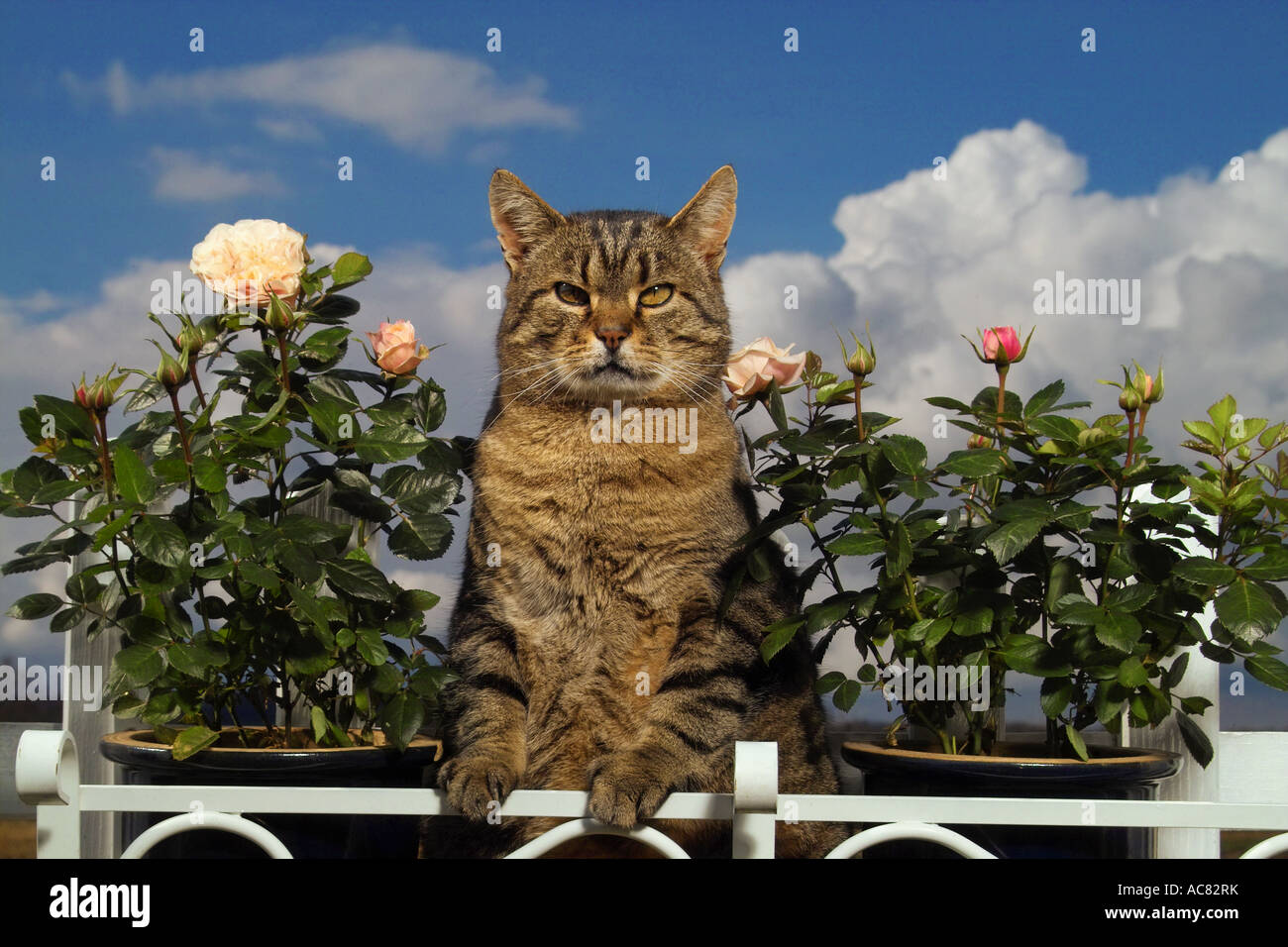 tabby domestic cat between roses Stock Photo - Alamy