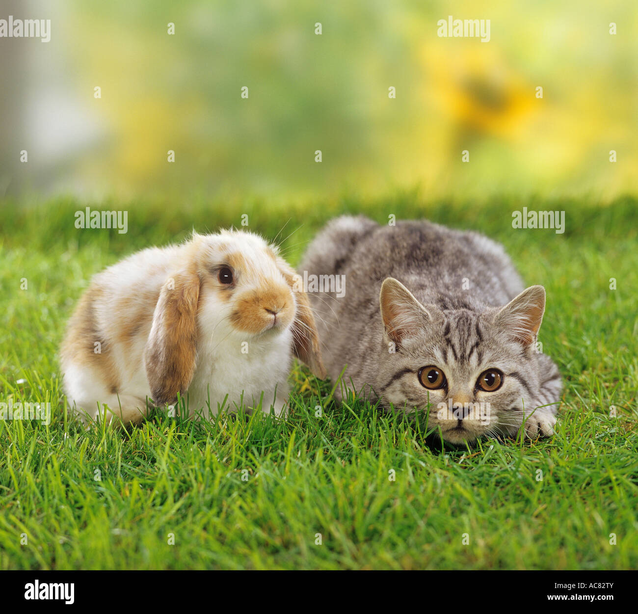 animal friendship : cat with rabbit - on meadow Stock Photo - Alamy