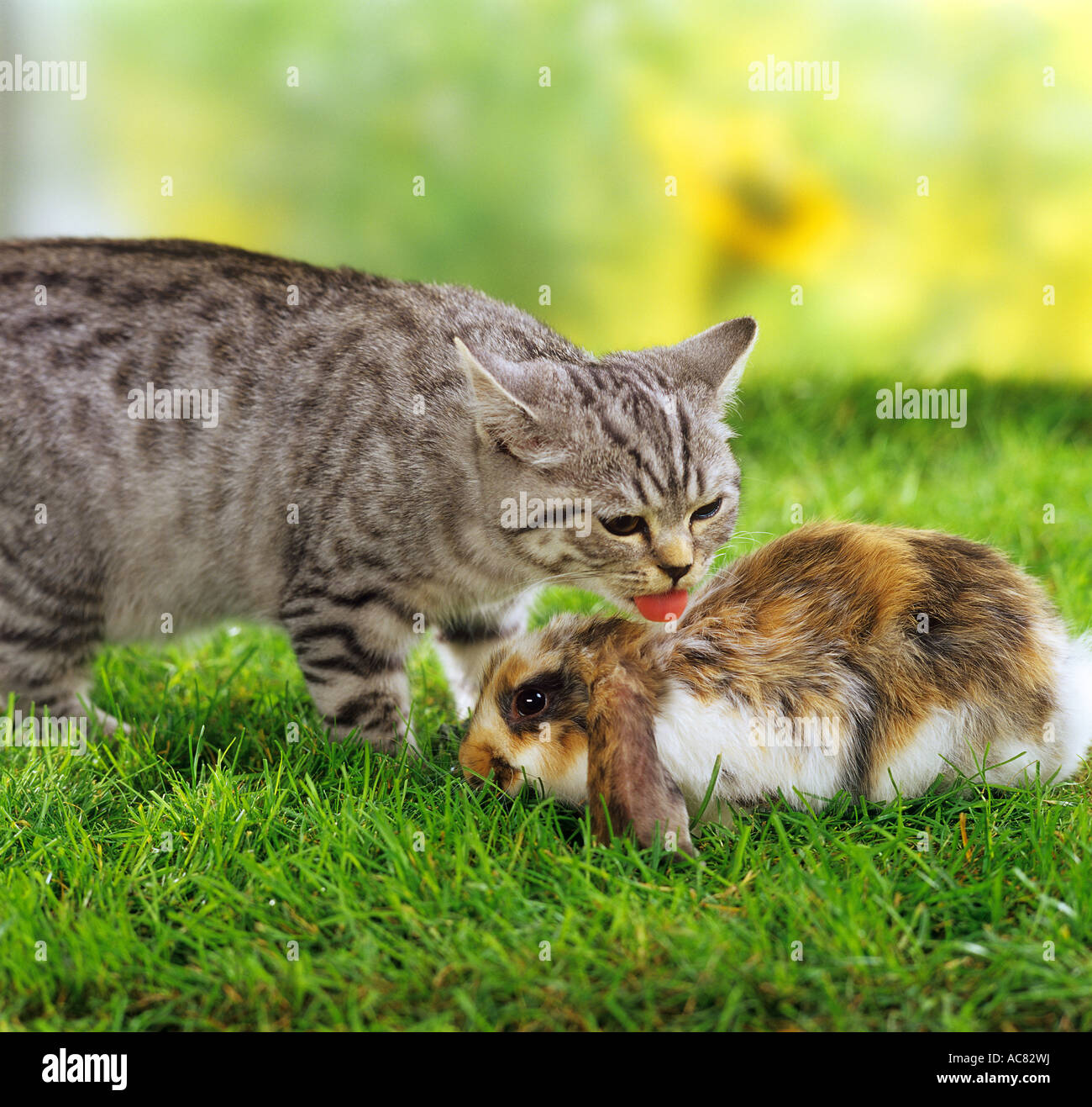 animal friendship : cat and rabbit - on meadow Stock Photo - Alamy
