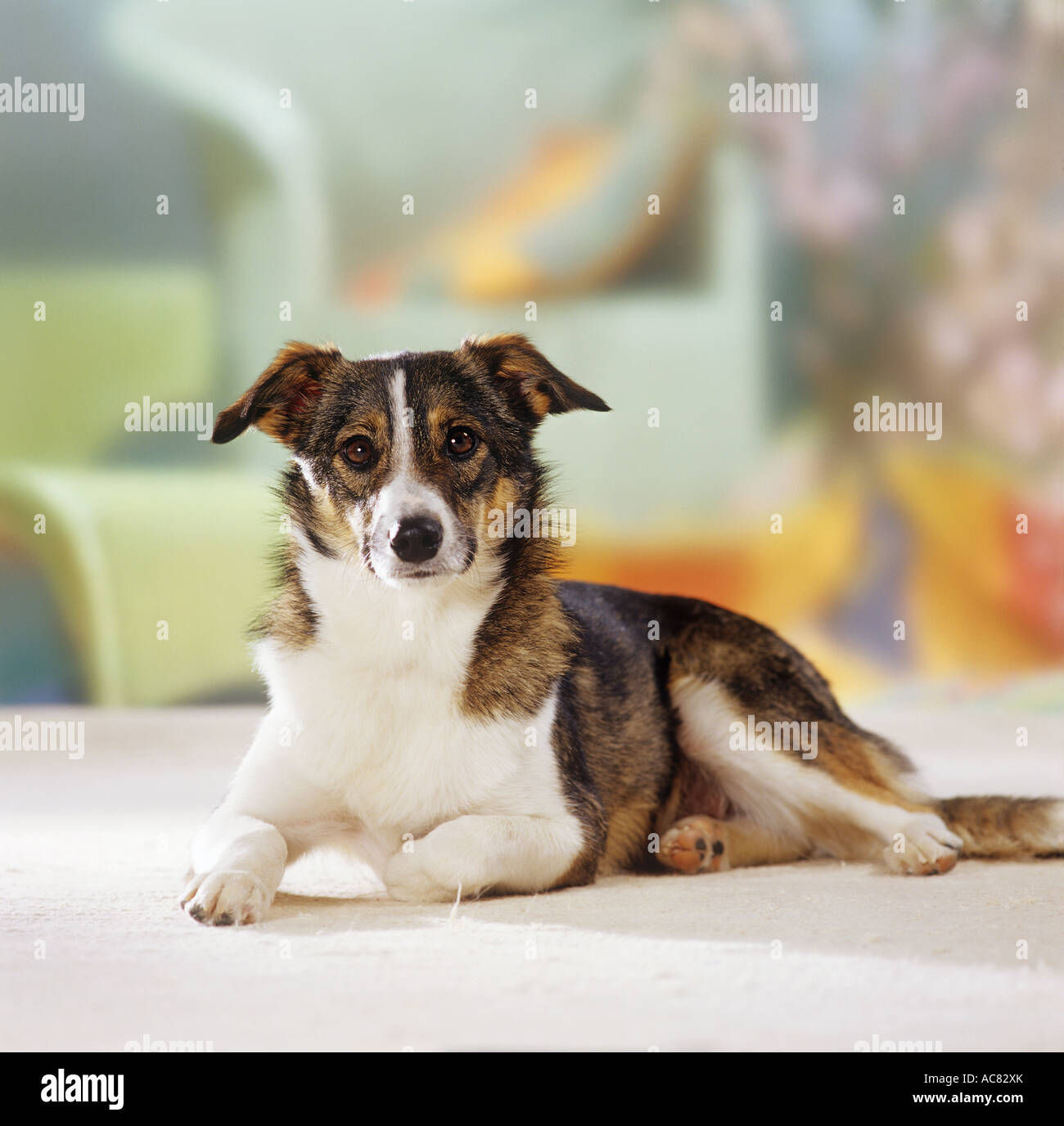 Domestic dog mongrel adult one hi-res stock photography and images - Alamy