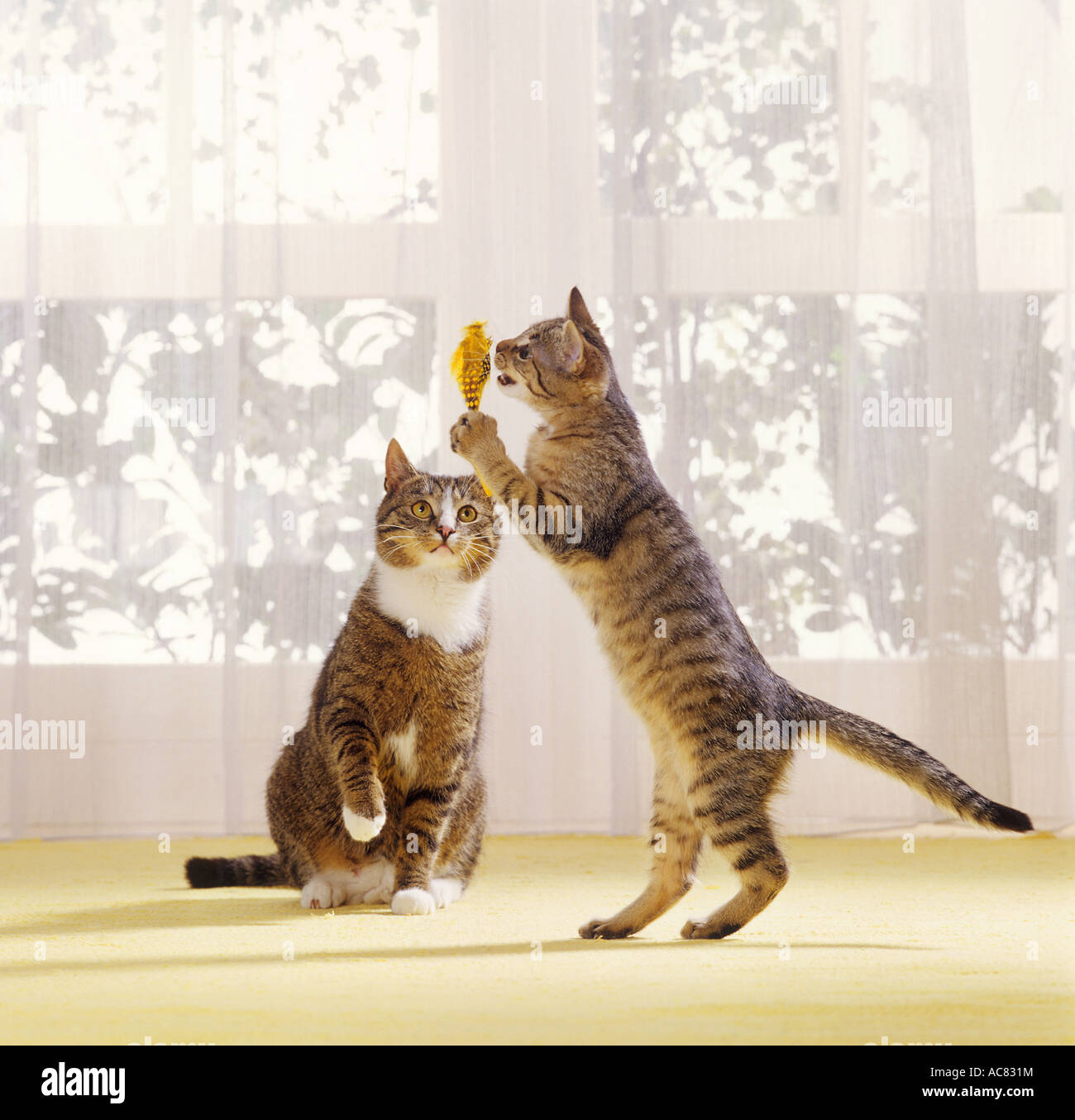 Cat feather hi-res stock photography and images - Alamy
