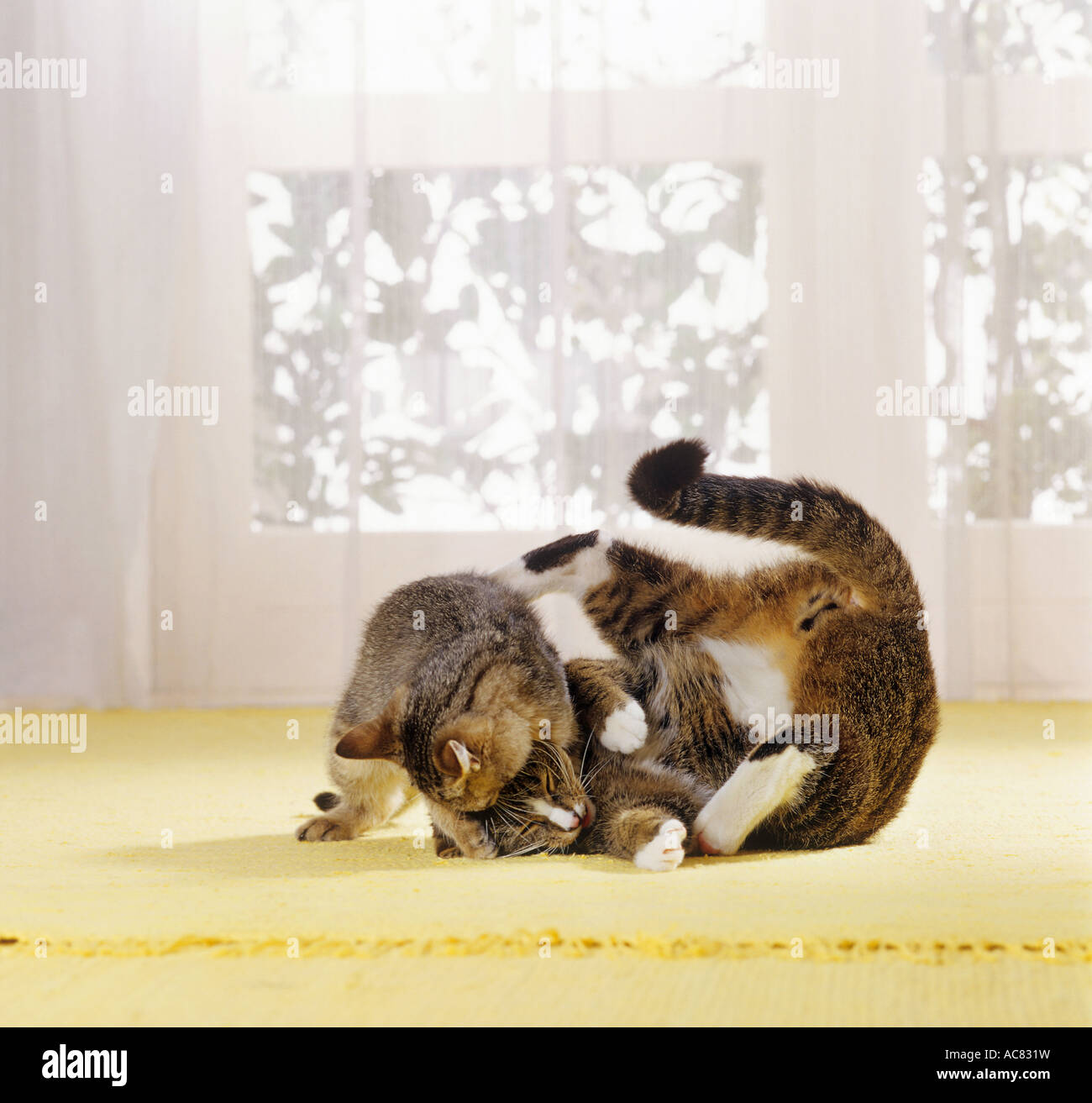two domestic cats - playful fighting Stock Photo - Alamy
