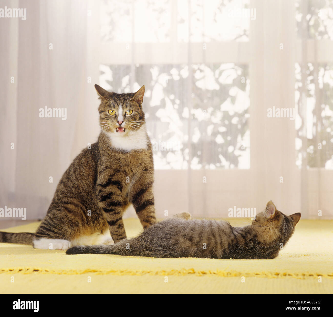 two domestic cats - playing Stock Photo - Alamy