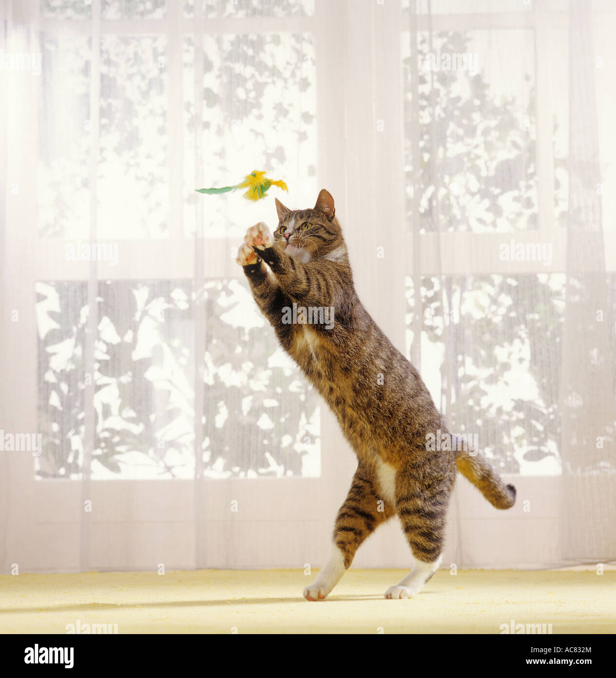 Cat feather hi-res stock photography and images - Alamy