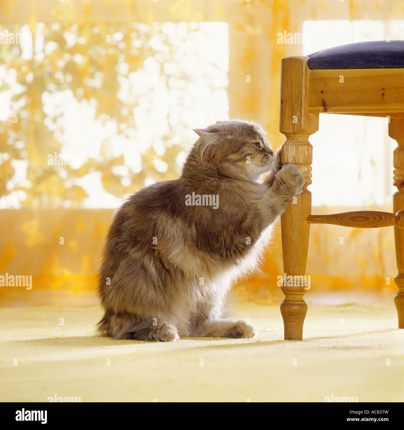 bad habit : cat sharpening claws at chair leg Stock Photo - Alamy