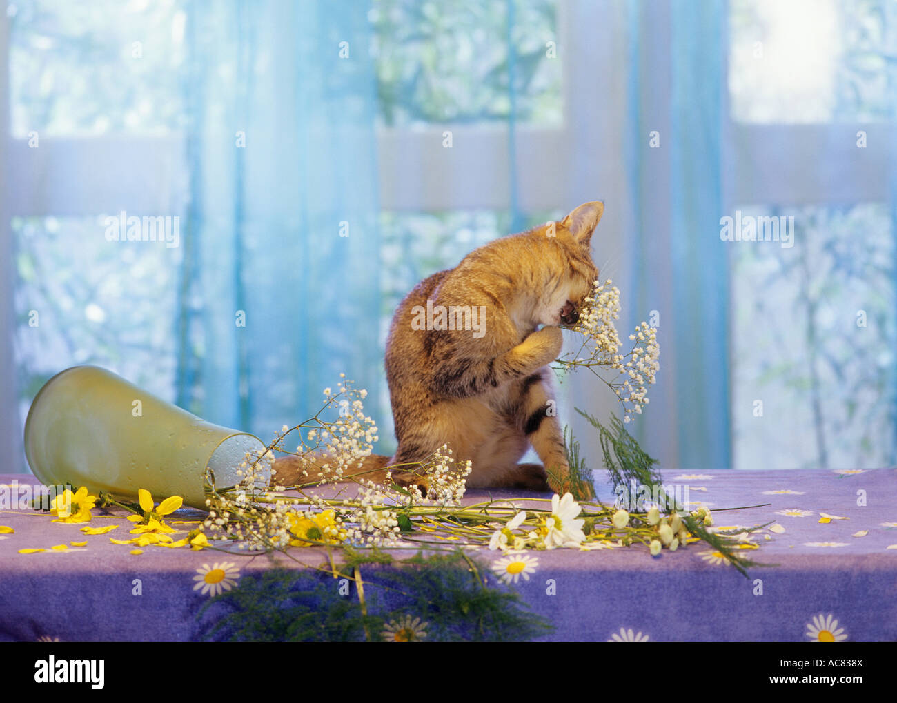 bad habit: cat knocks over flower vase Stock Photo - Alamy
