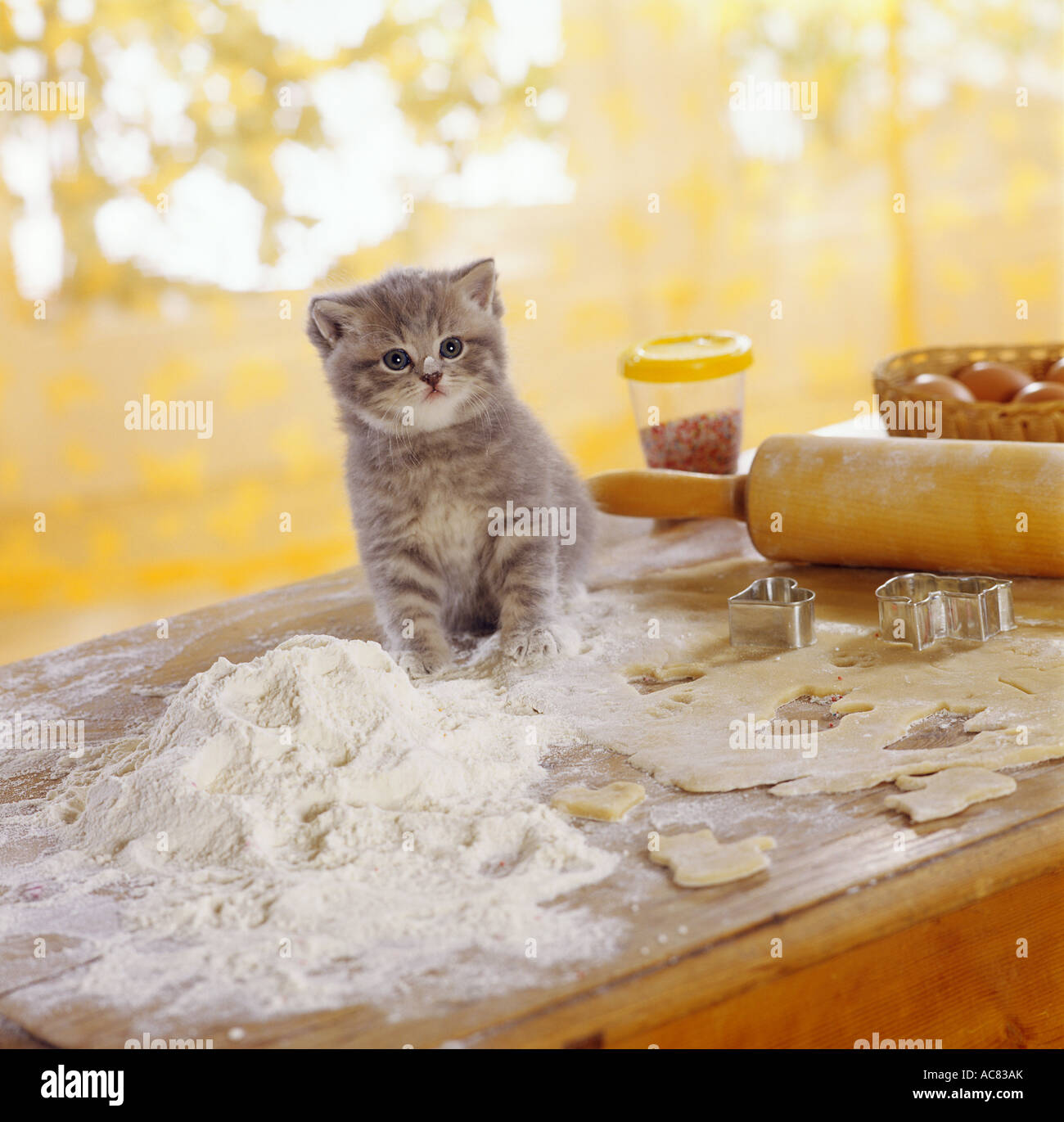 British Shorthair kitten on table with flour Stock Photo - Alamy