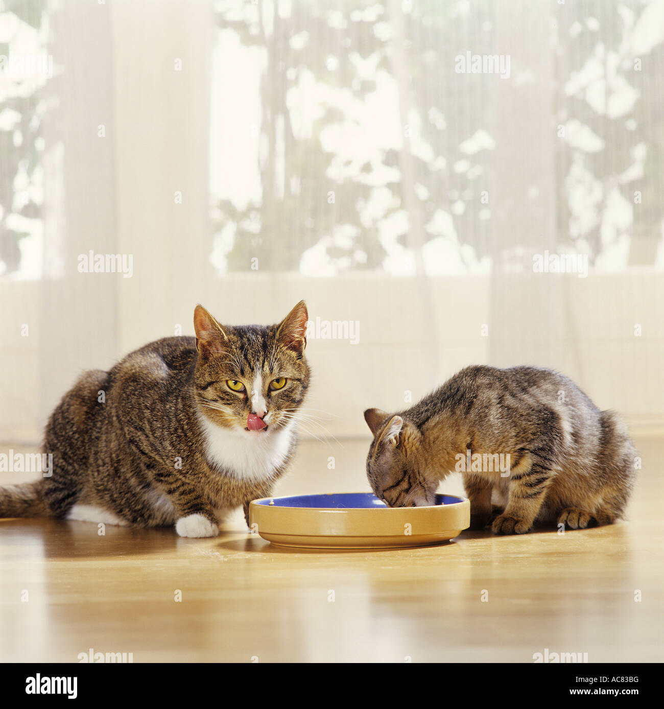 domestic cat and kitten - munching Stock Photo - Alamy