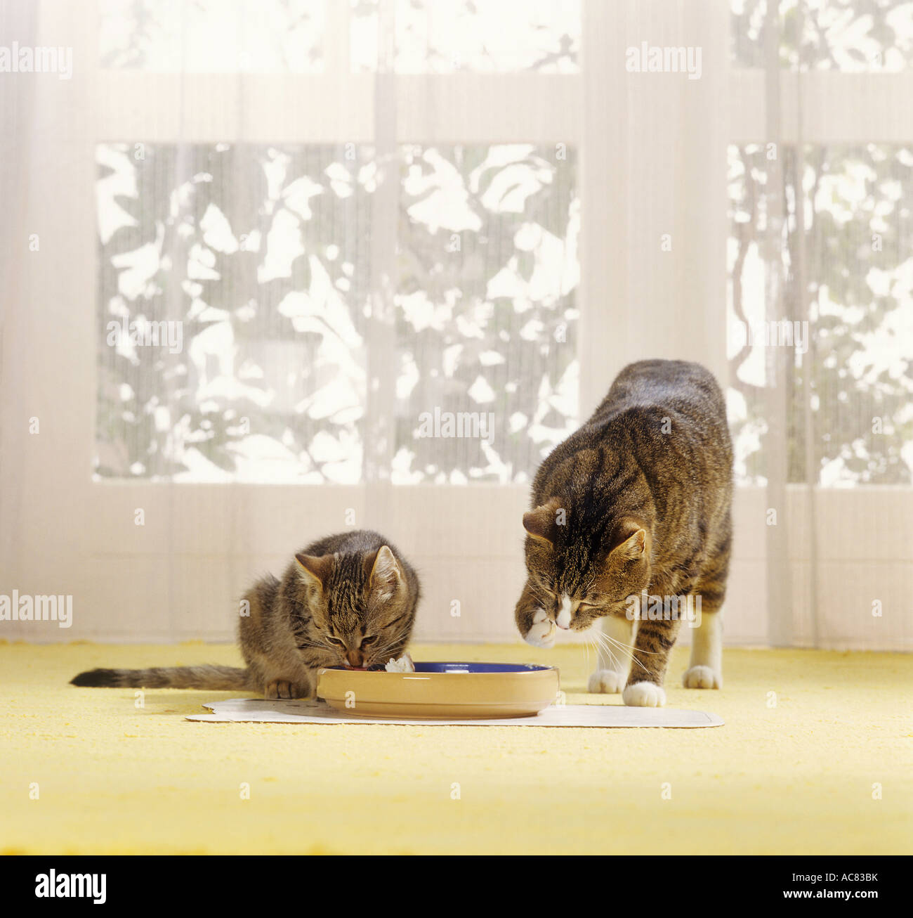 kitten munching - domestic cat - stealing some food Stock Photo - Alamy