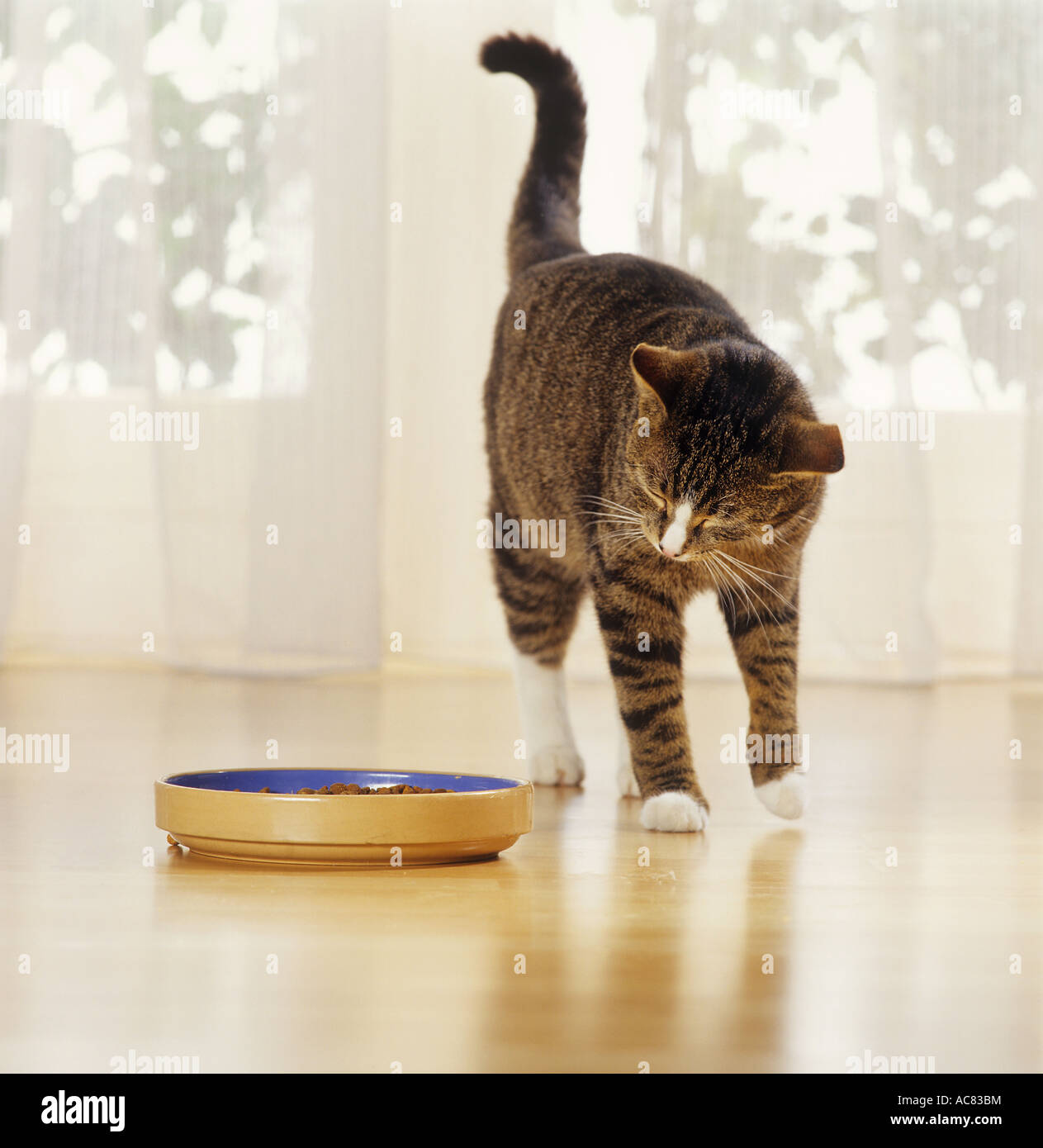 domestic cat at feeding bowl - refusing to eat - sick Stock Photo - Alamy