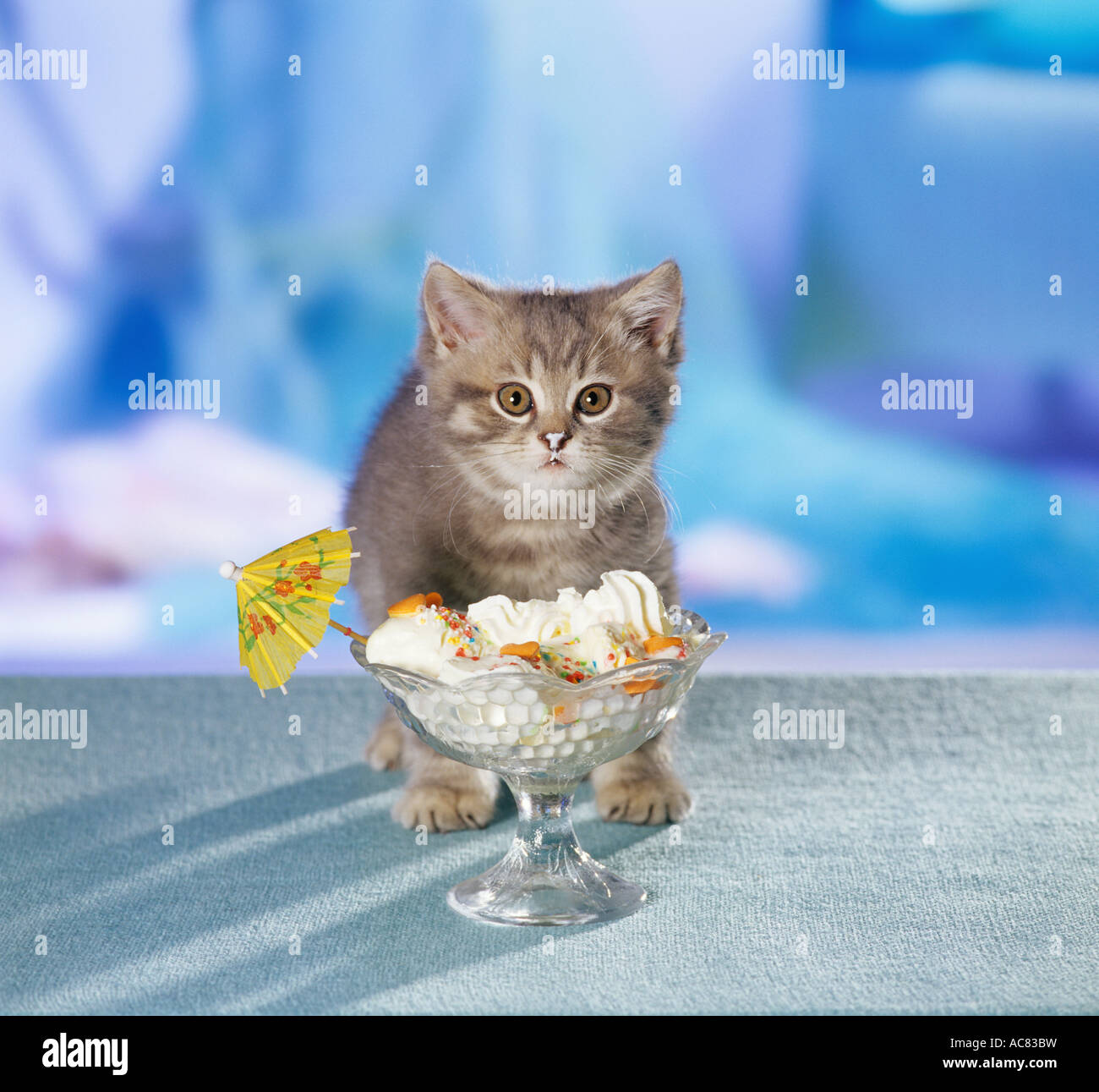 Cat and ice cream sundae hi-res stock photography and images - Alamy