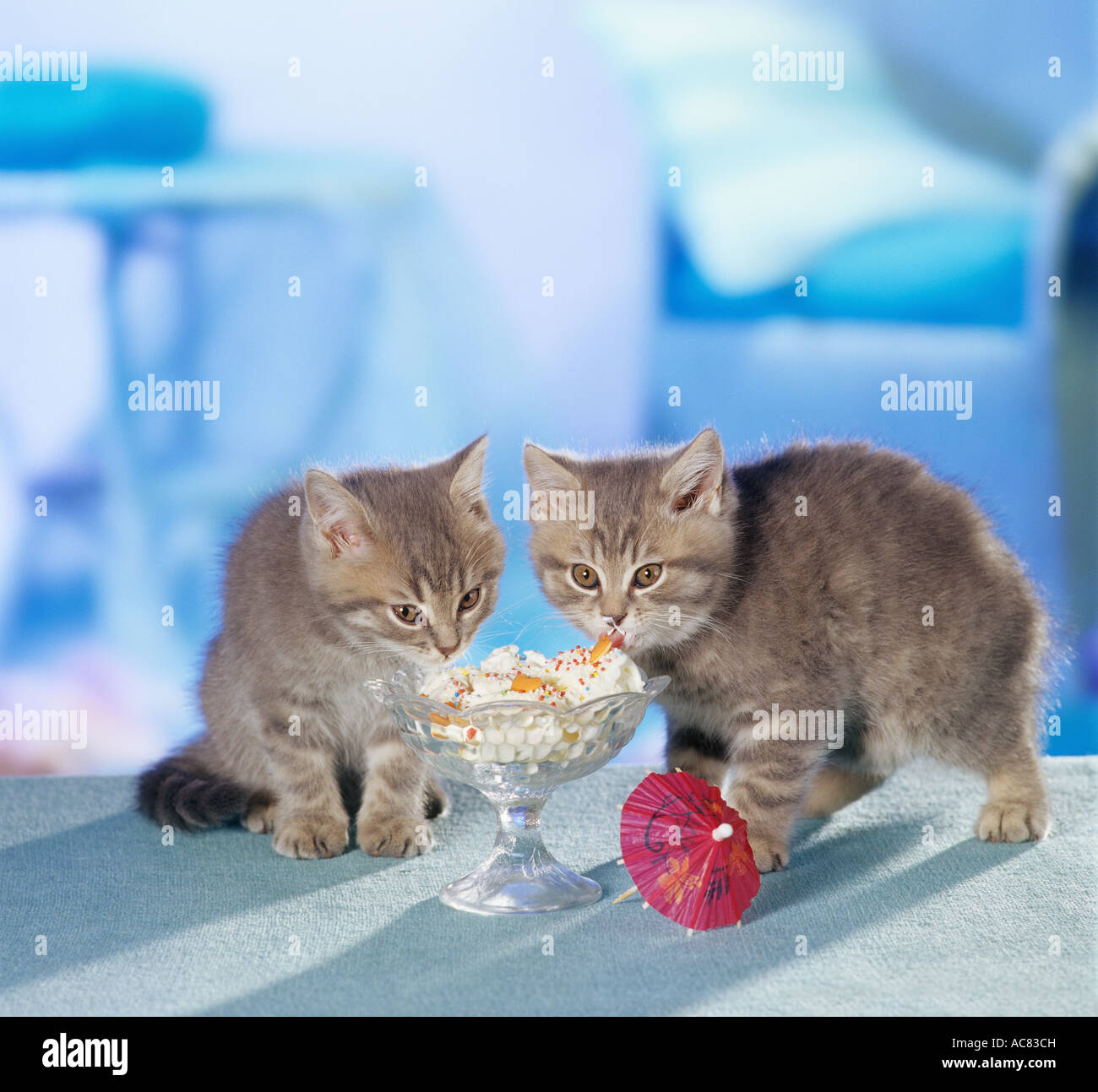 British Shorthair cat. Kitten eating from a sundae Stock Photo - Alamy