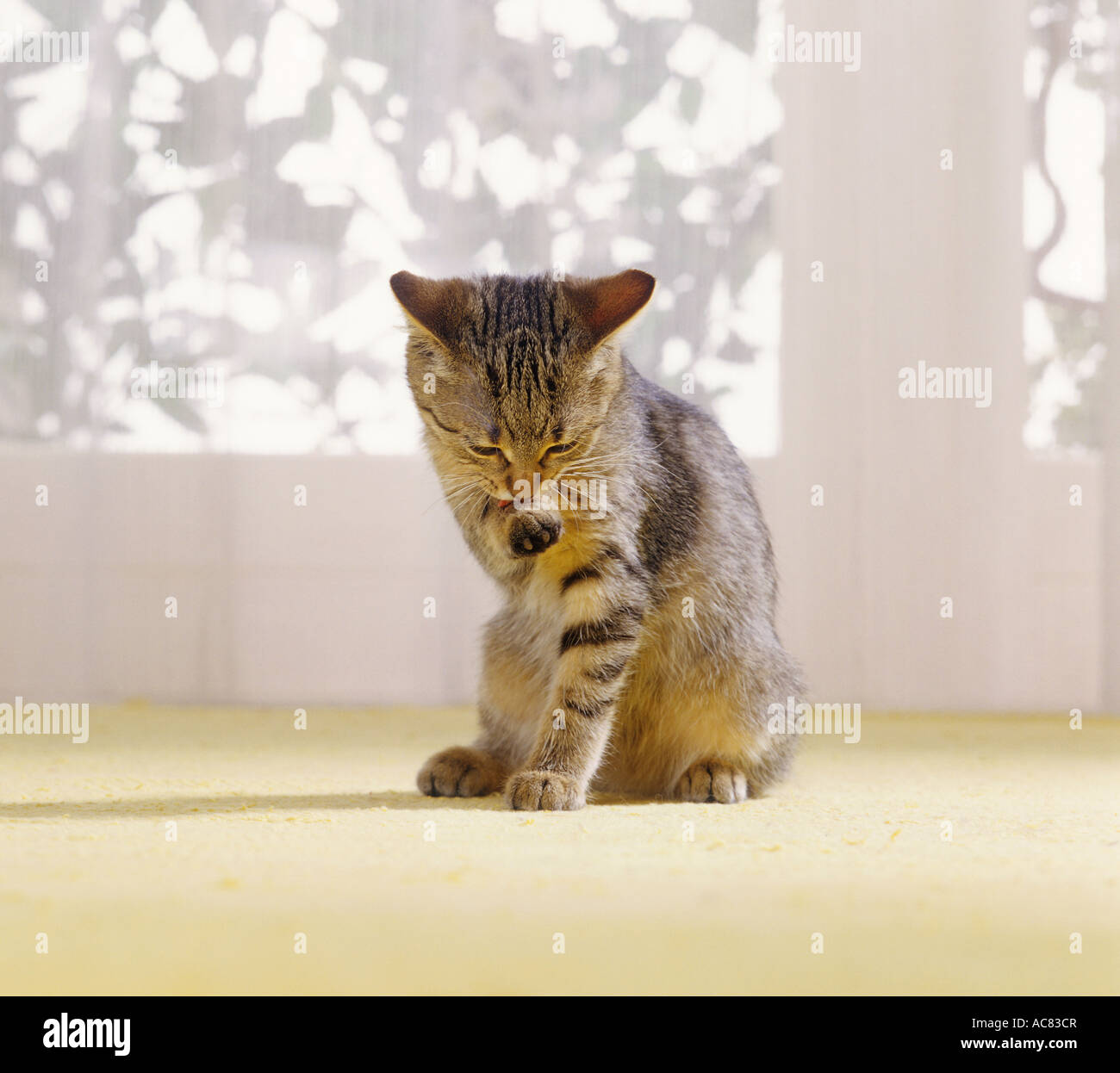 young domestic cat - sitting - preening itself Stock Photo - Alamy