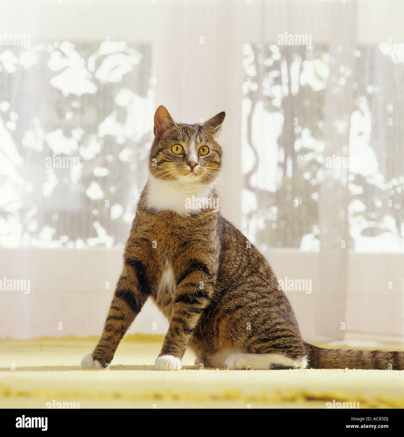 domestic cat - sitting Stock Photo - Alamy