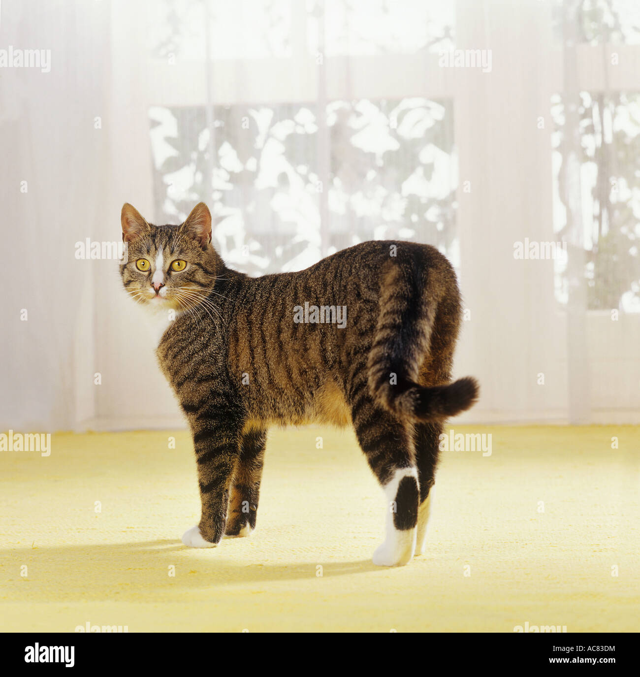 domestic cat - standing Stock Photo - Alamy
