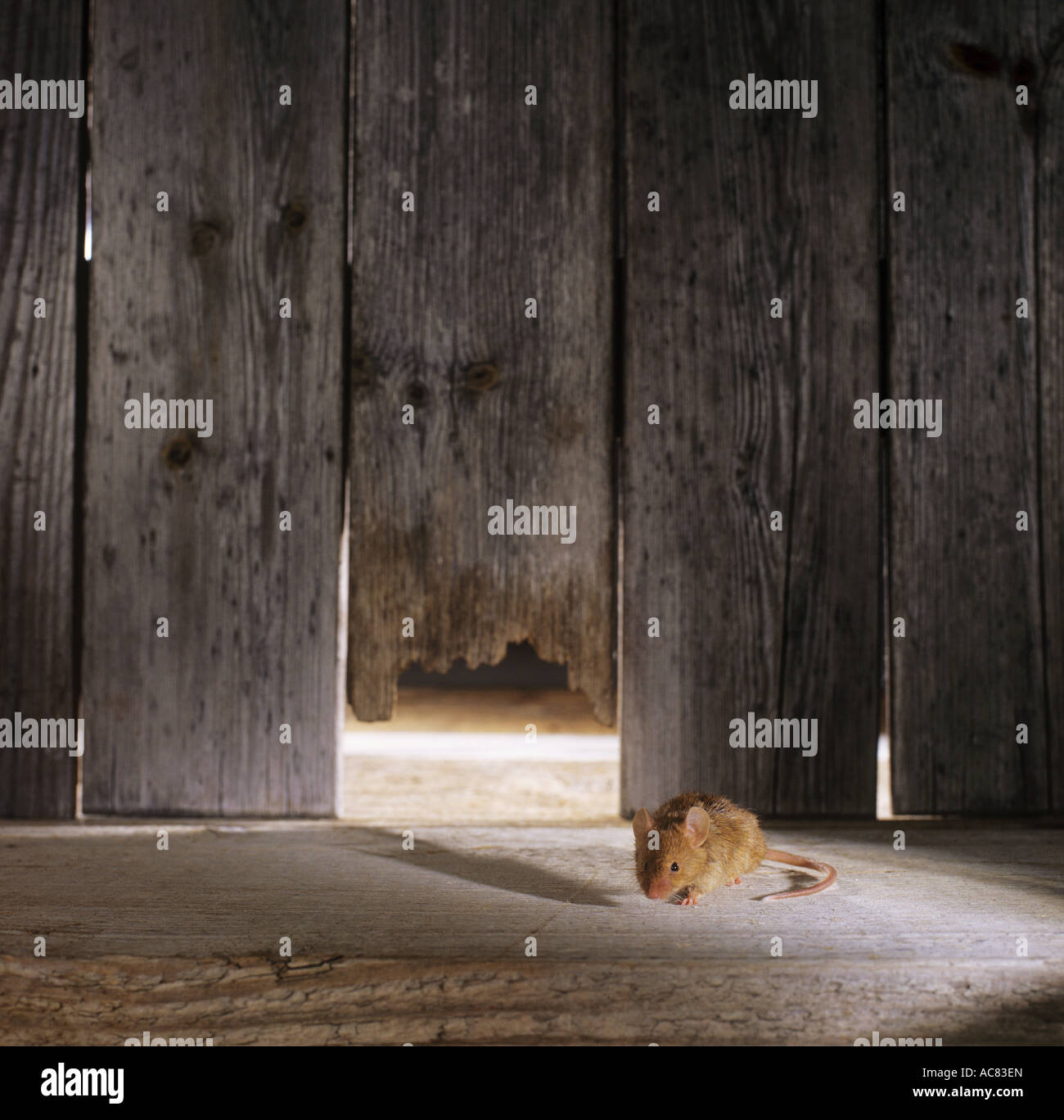 mouse in woodshed Stock Photo - Alamy