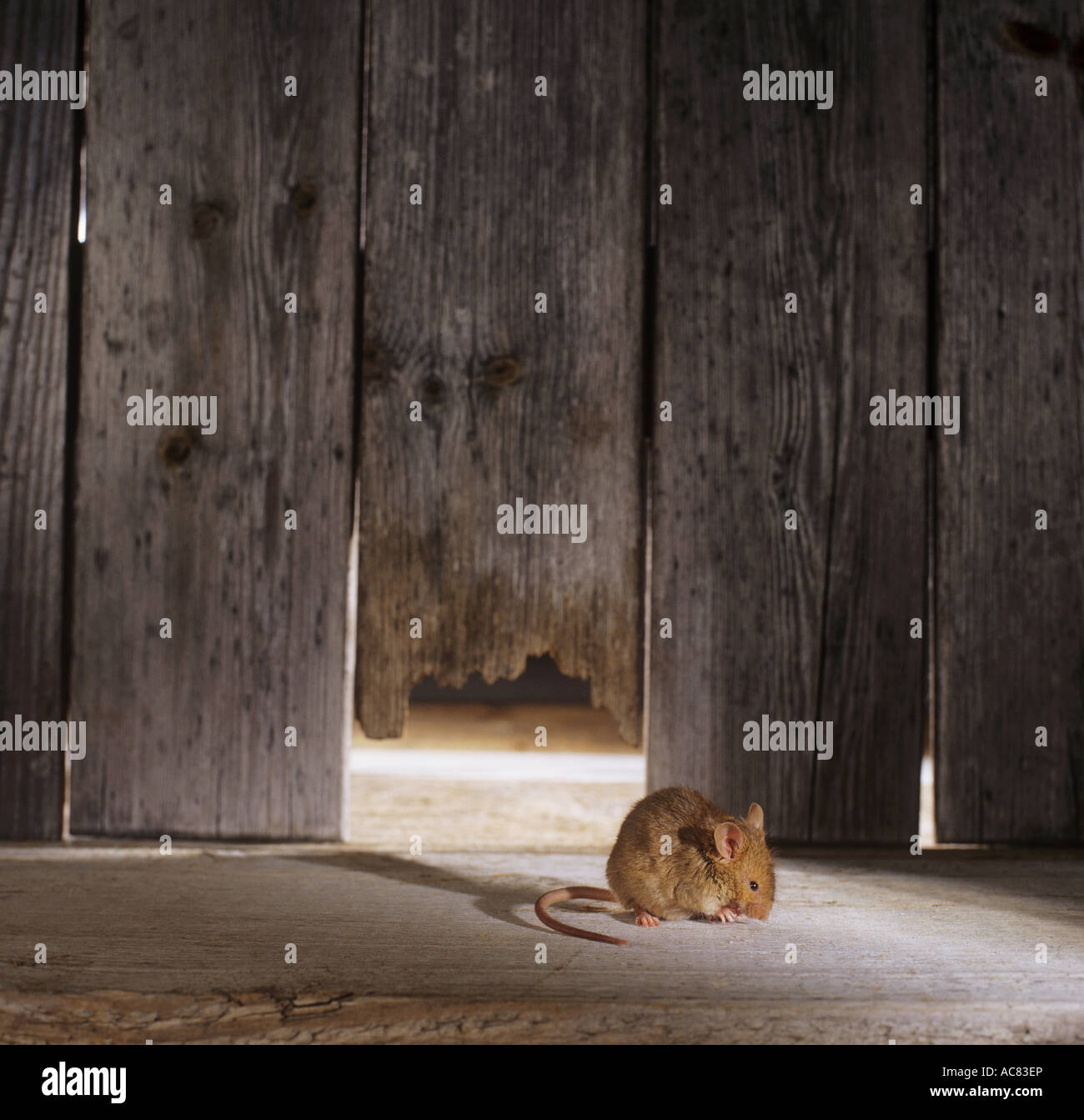 mouse in woodshed Stock Photo - Alamy