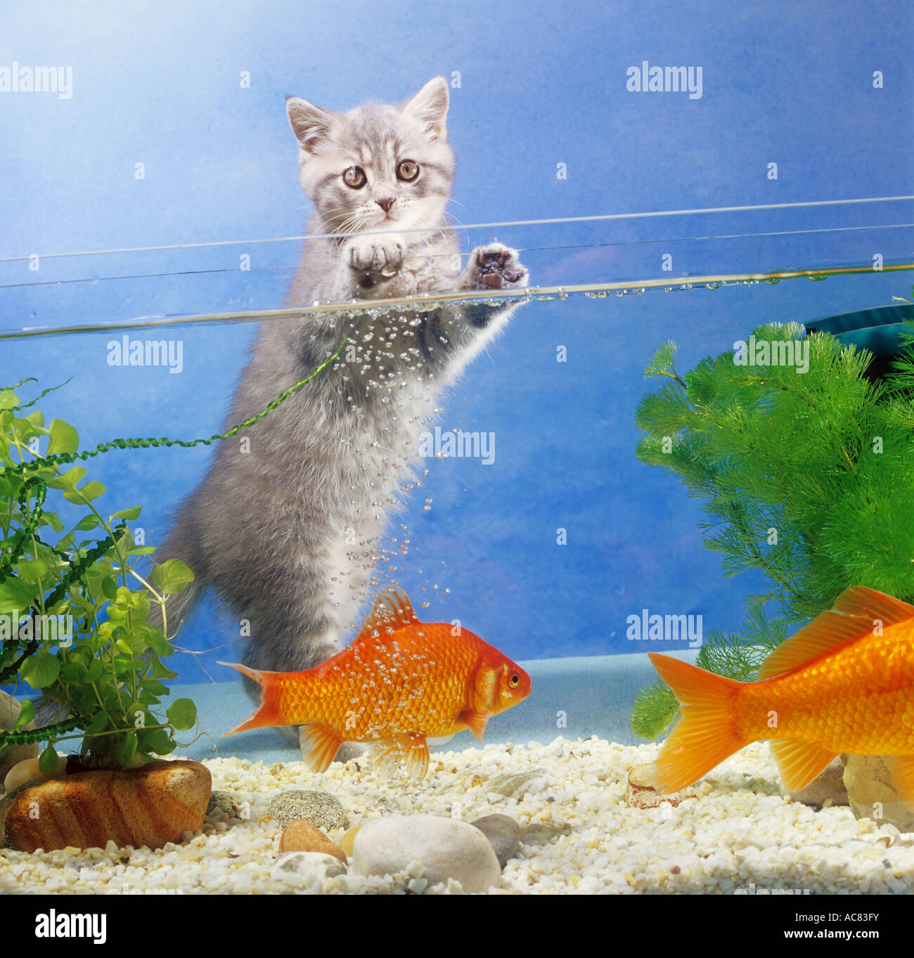 Cat Eating Goldfish