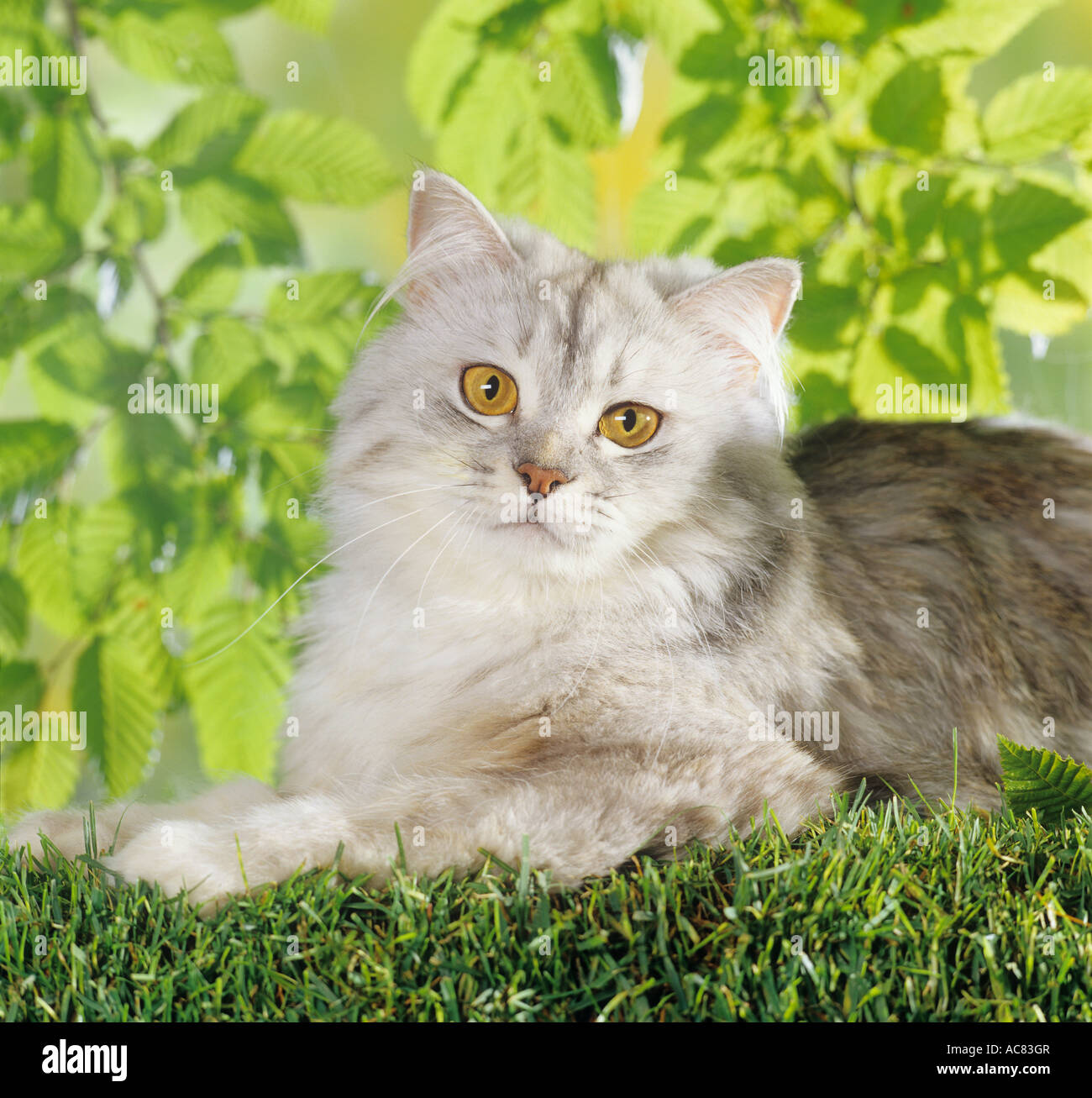 Angora cat - lying on meadow Stock Photo - Alamy