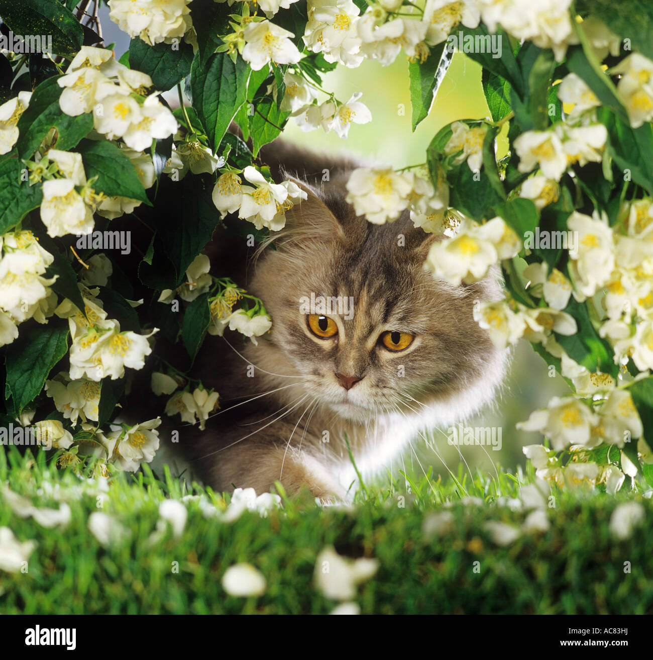 Angora cat - on meadow between jasmine Stock Photo - Alamy