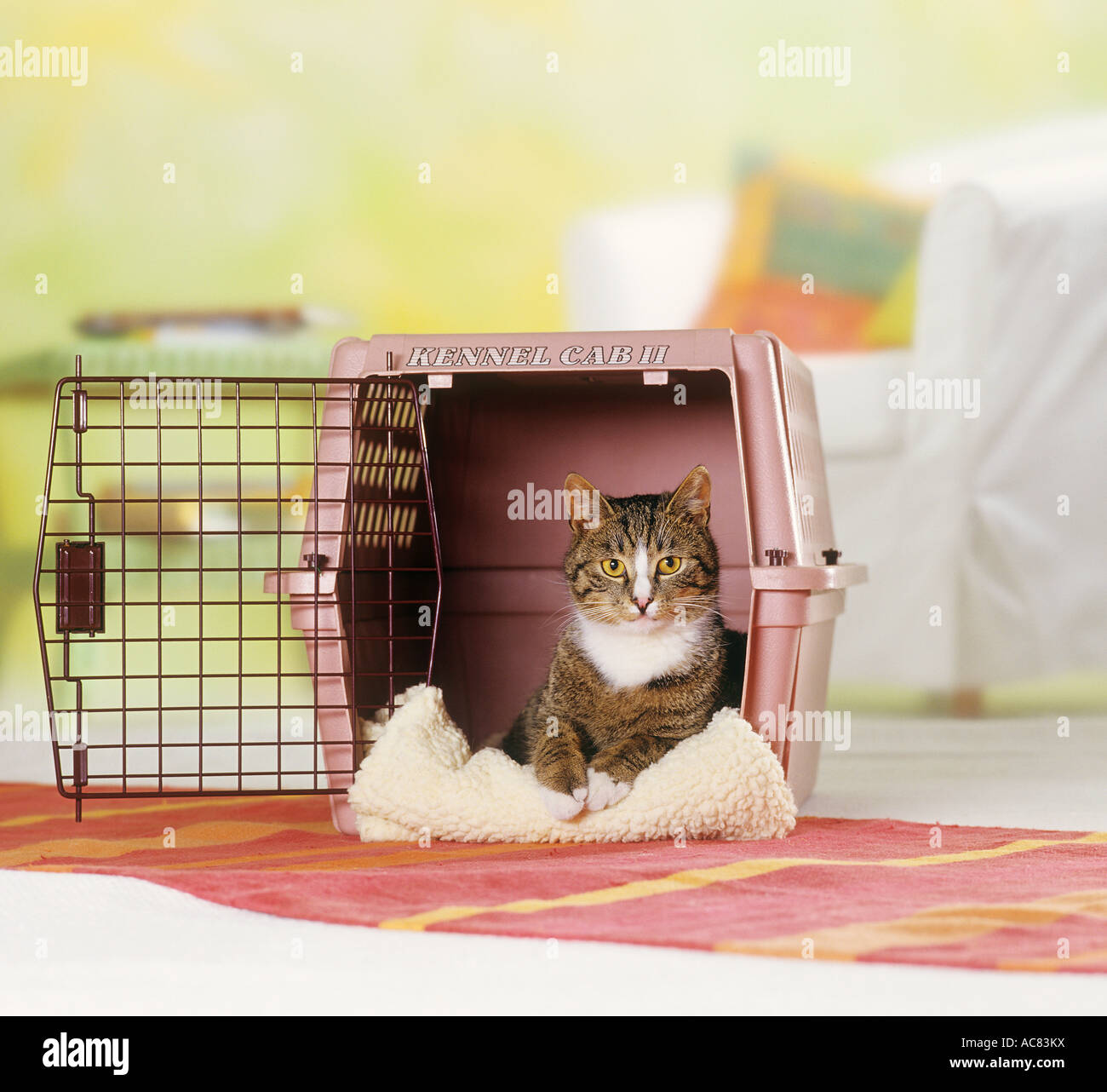 cat - lying in box Stock Photo - Alamy