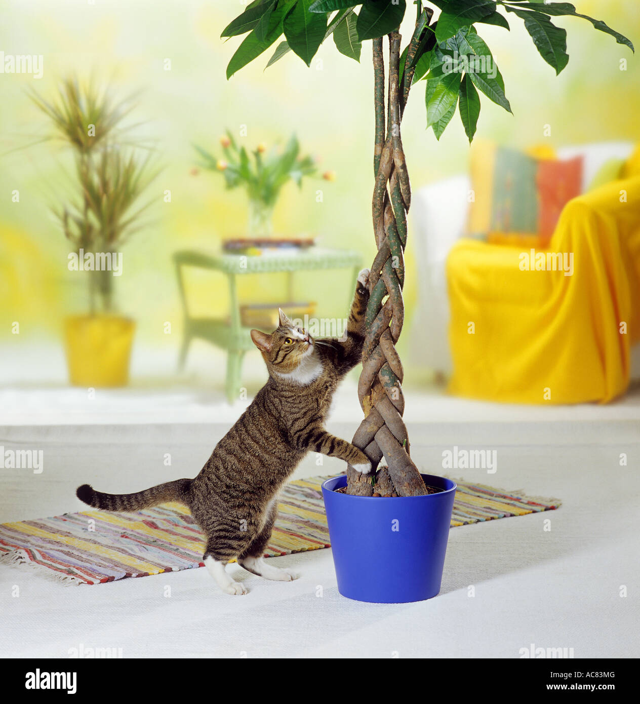 bad habit : cat scratching at plant Stock Photo - Alamy