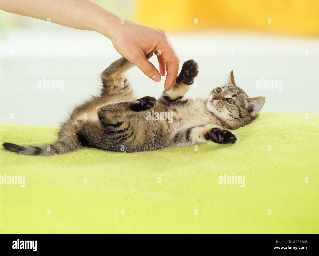 kitten - being crawled - wants to play Stock Photo - Alamy