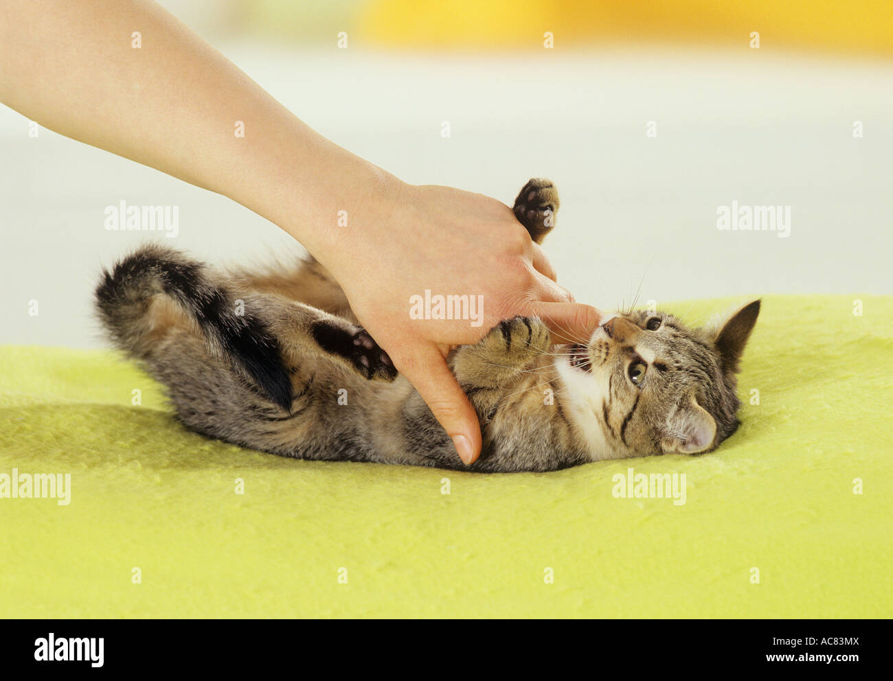 kitten - biting in hand Stock Photo - Alamy