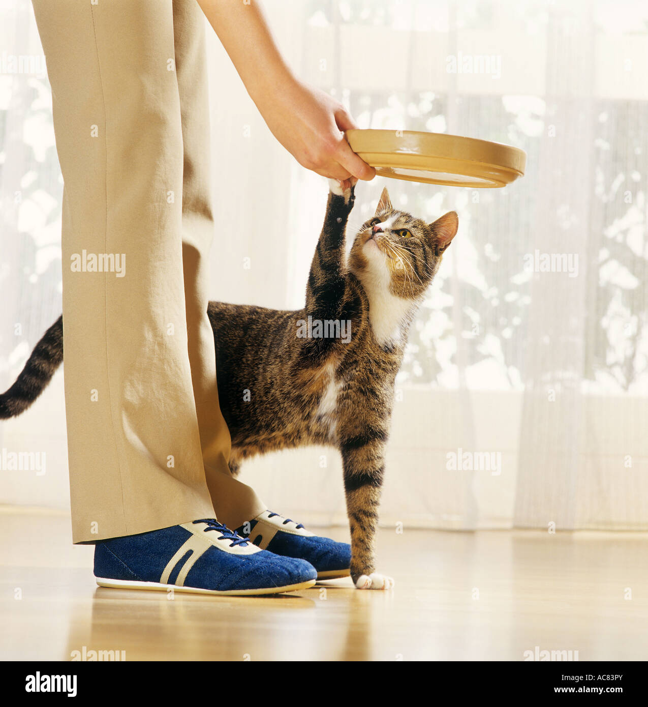 domestic cat getting food Stock Photo - Alamy