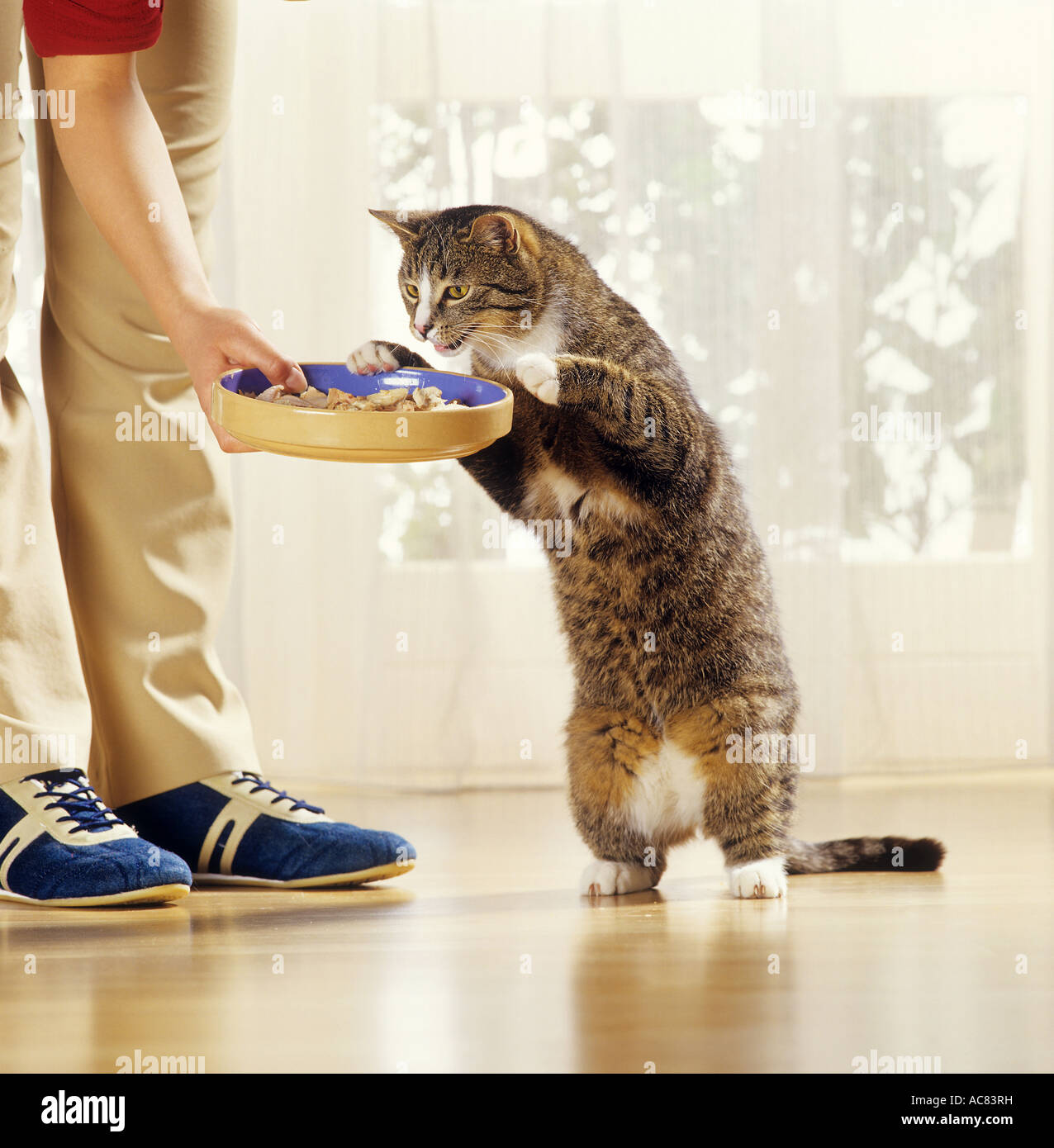 domestic cat getting food Stock Photo - Alamy