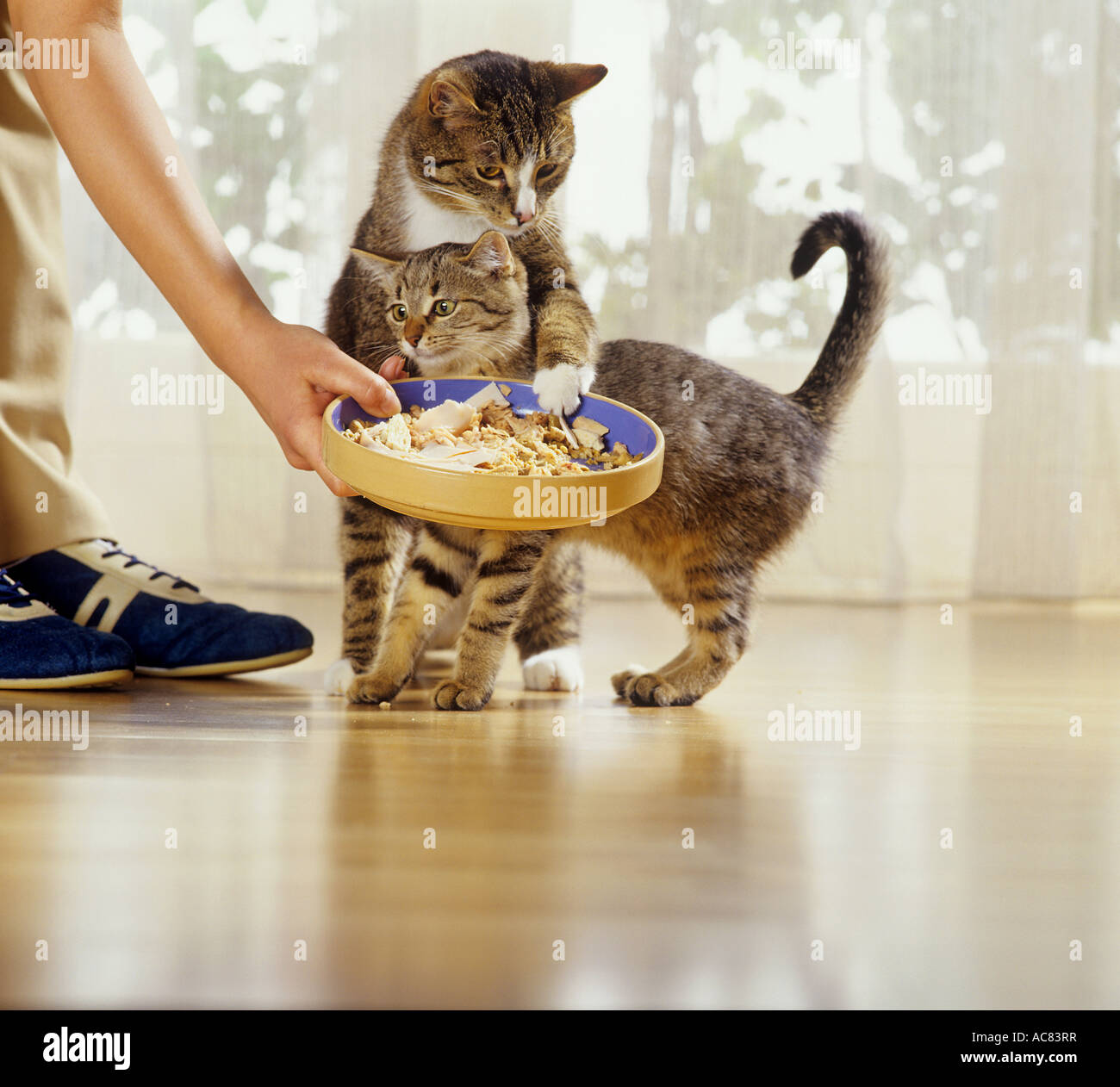 Food hierarchy hi-res stock photography and images - Alamy