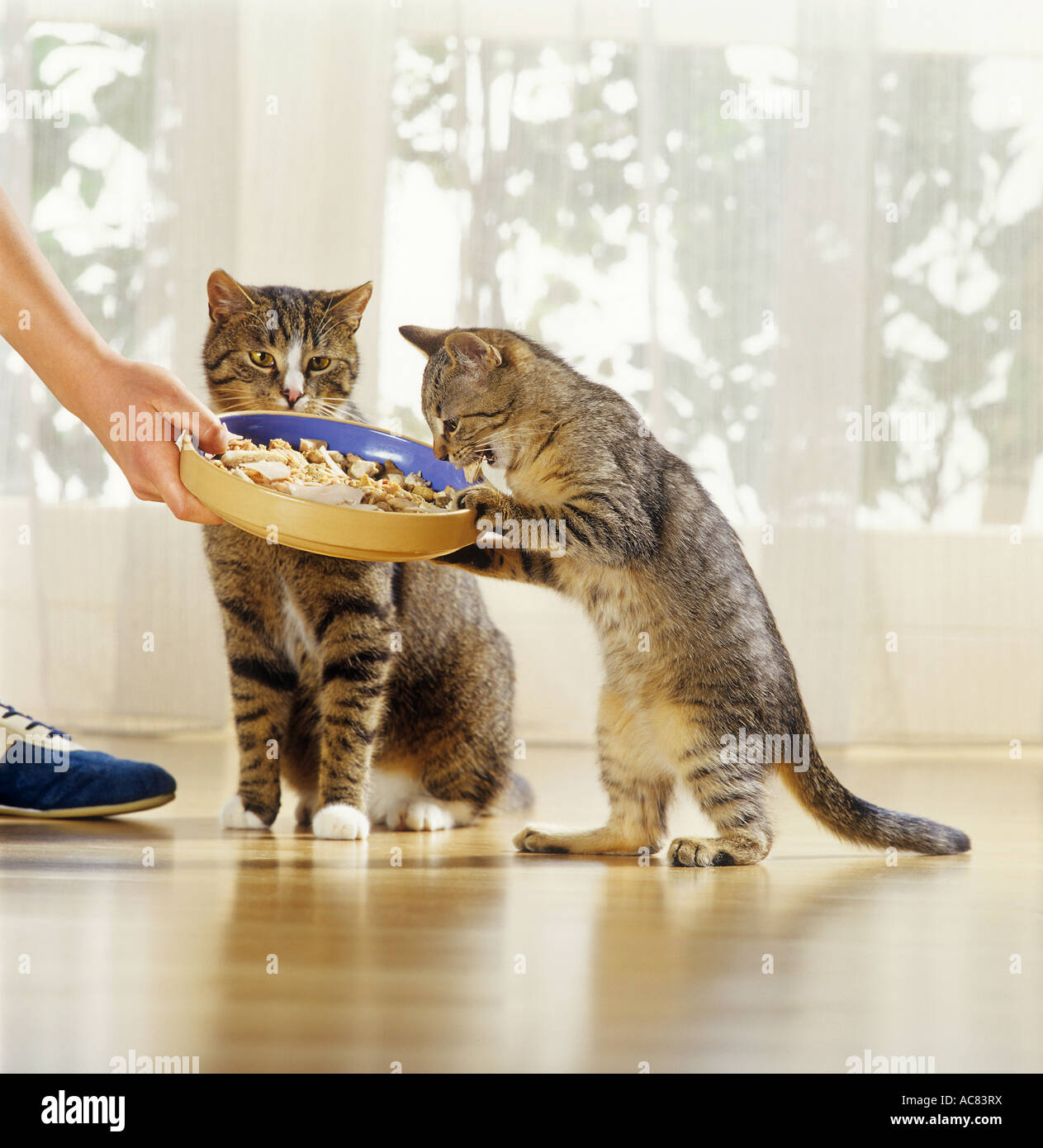 Domestic cat. Kitten and adult getting food Stock Photo - Alamy