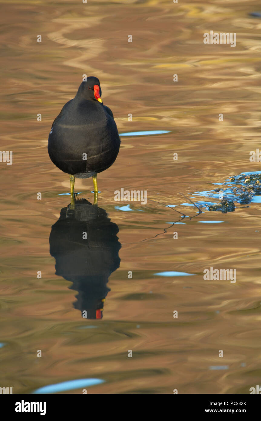 Red Combed Coot Stock Photo - Alamy