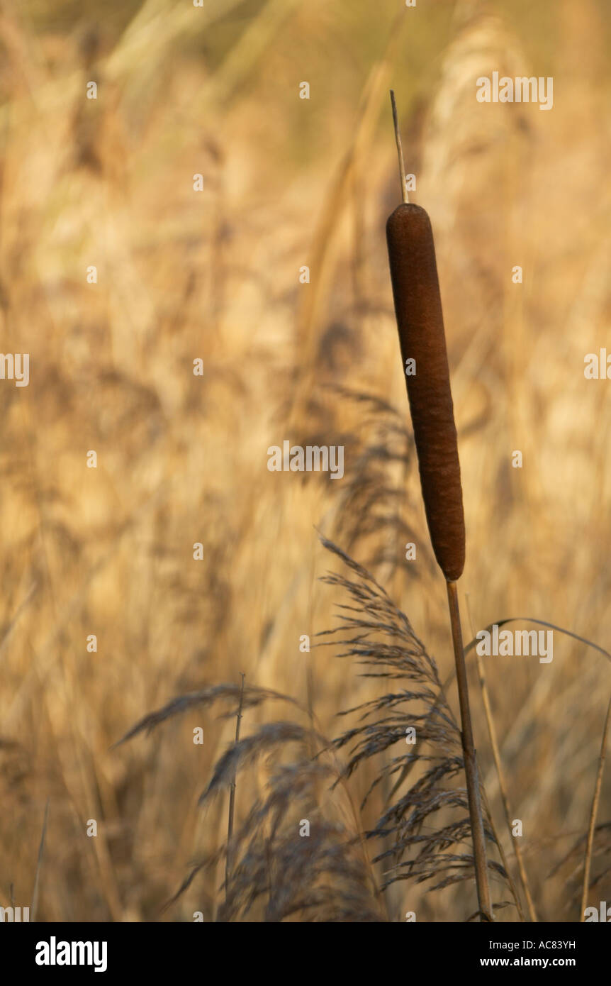 Bullrush hi-res stock photography and images - Alamy
