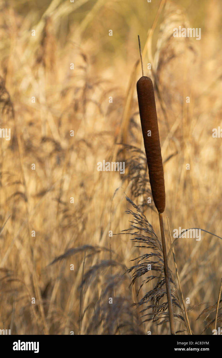 Bullrush hi-res stock photography and images - Alamy