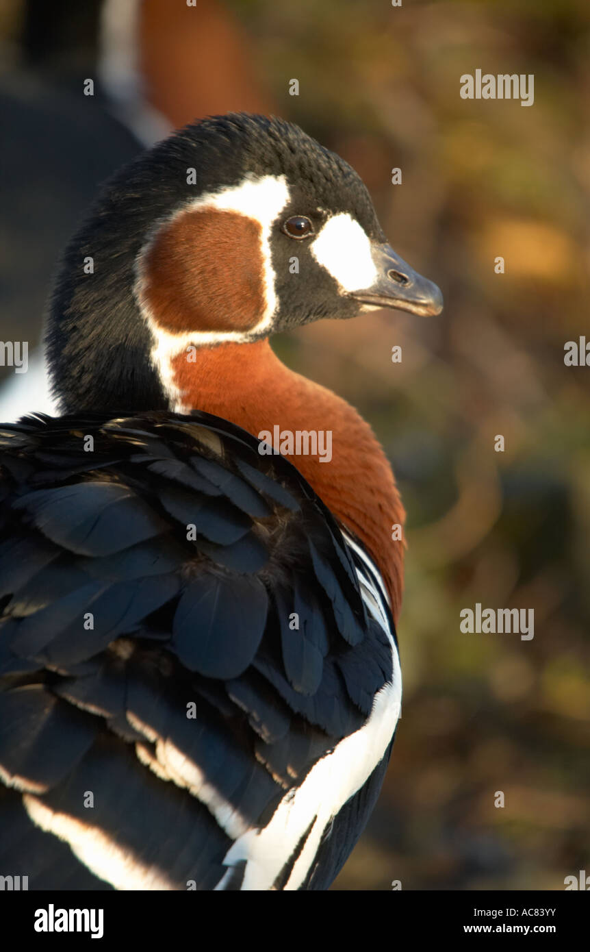 Red Breasted Goose Stock Photo - Alamy