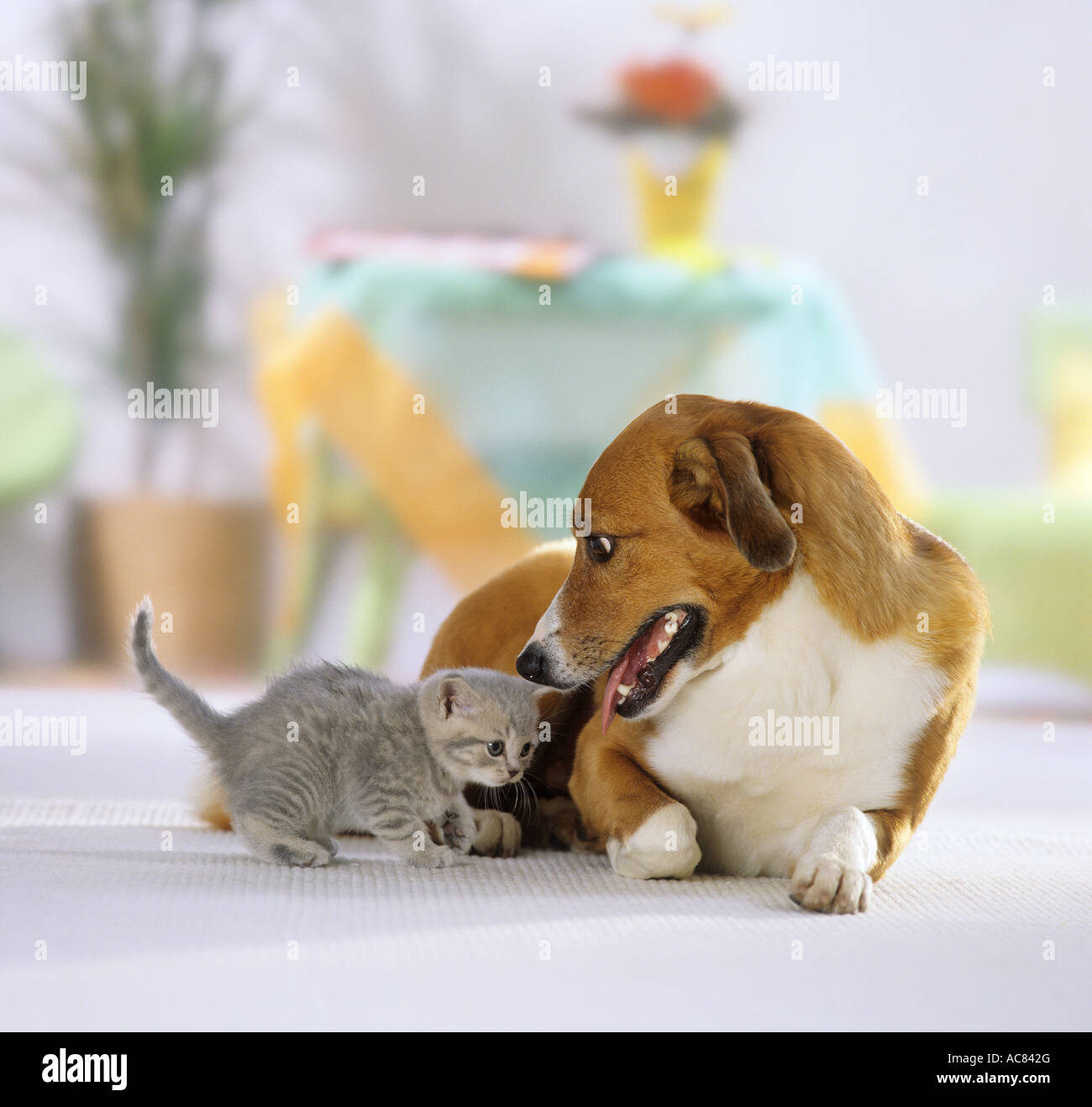 Dog And Cat Mix Breed