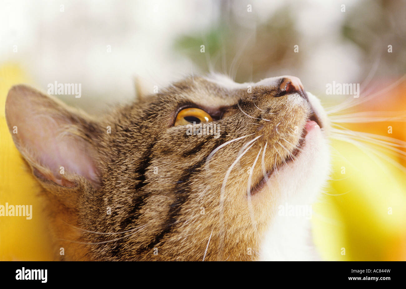 young cat - attentive - looking up Stock Photo - Alamy