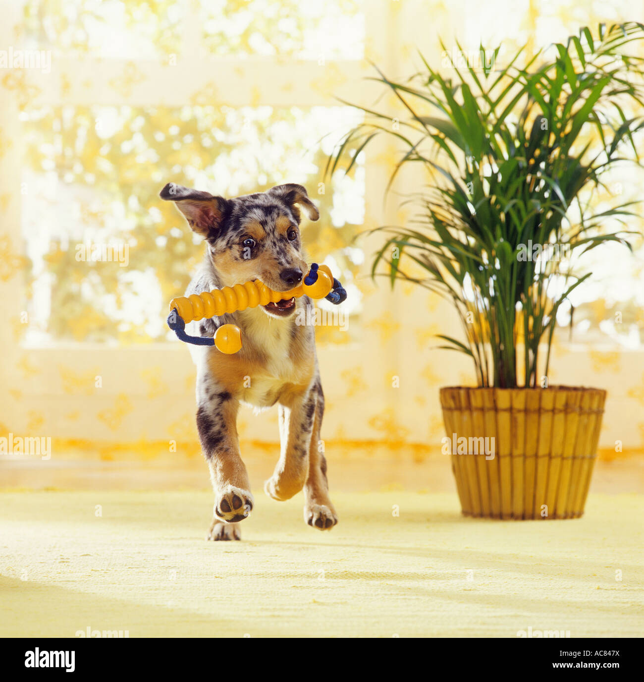 half breed dog - retrieving toy Stock Photo - Alamy
