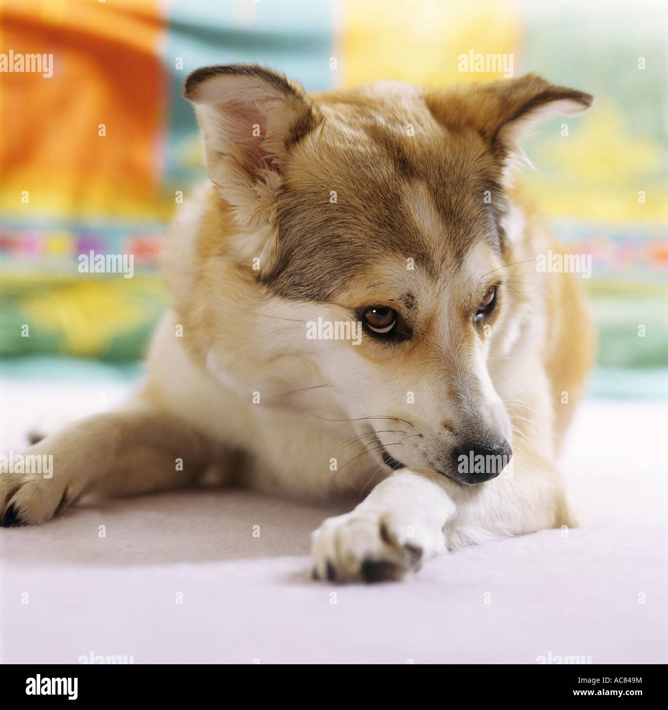 Bashful dog hi-res stock photography and images - Alamy