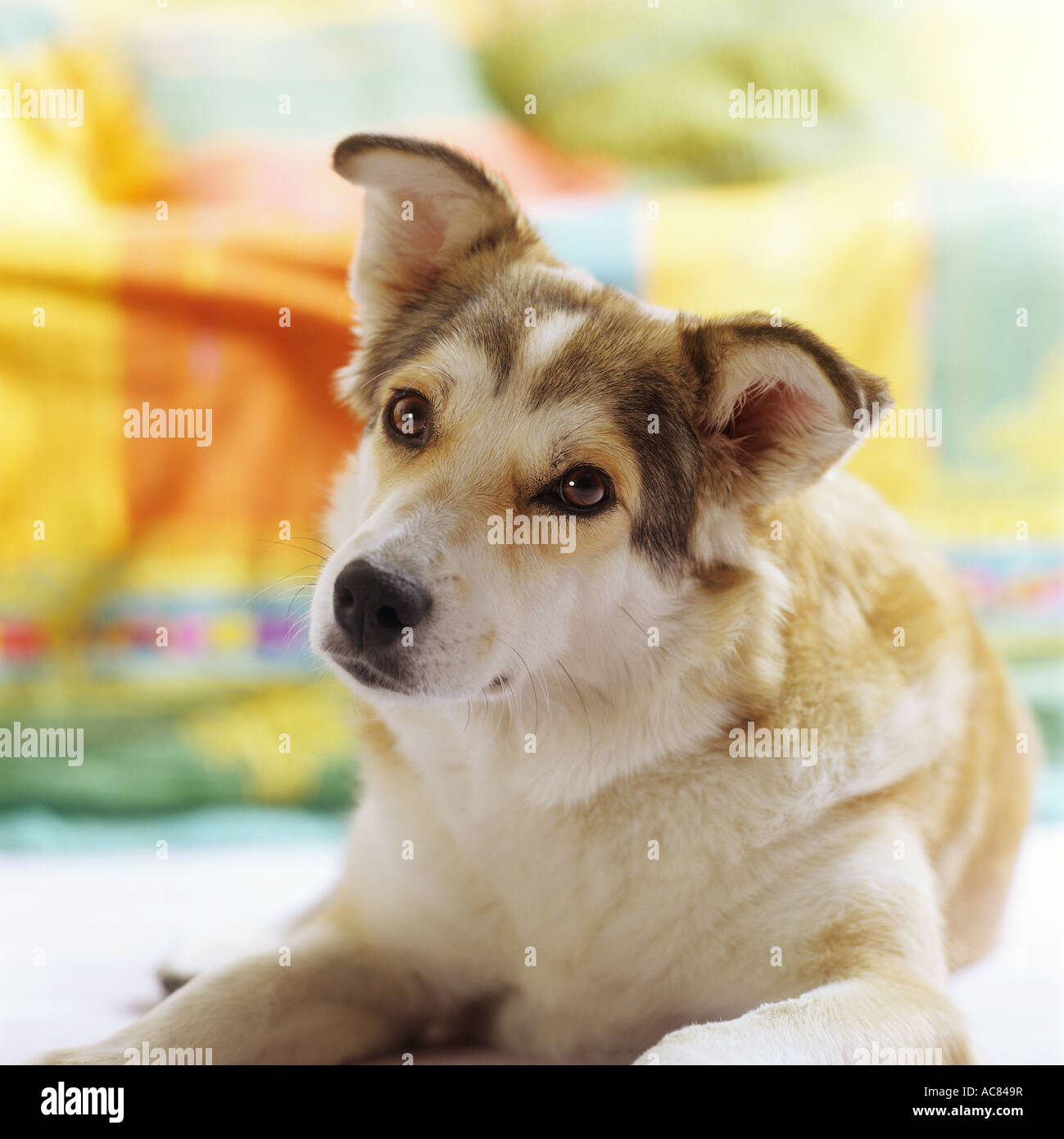 Half breed dog attention hi-res stock photography and images - Alamy